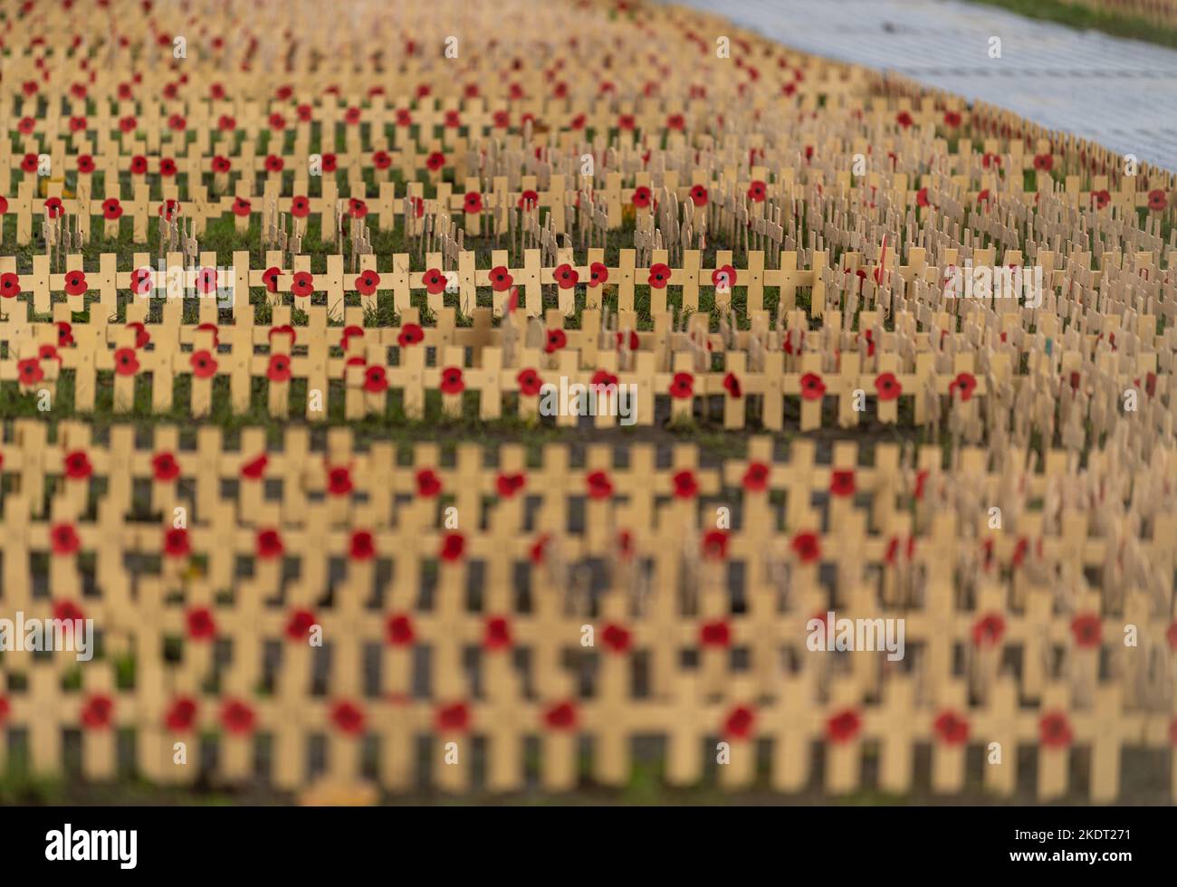 London, UK. 8th Nov, 2022. The Westminster Abbey Field of Remembrance ...