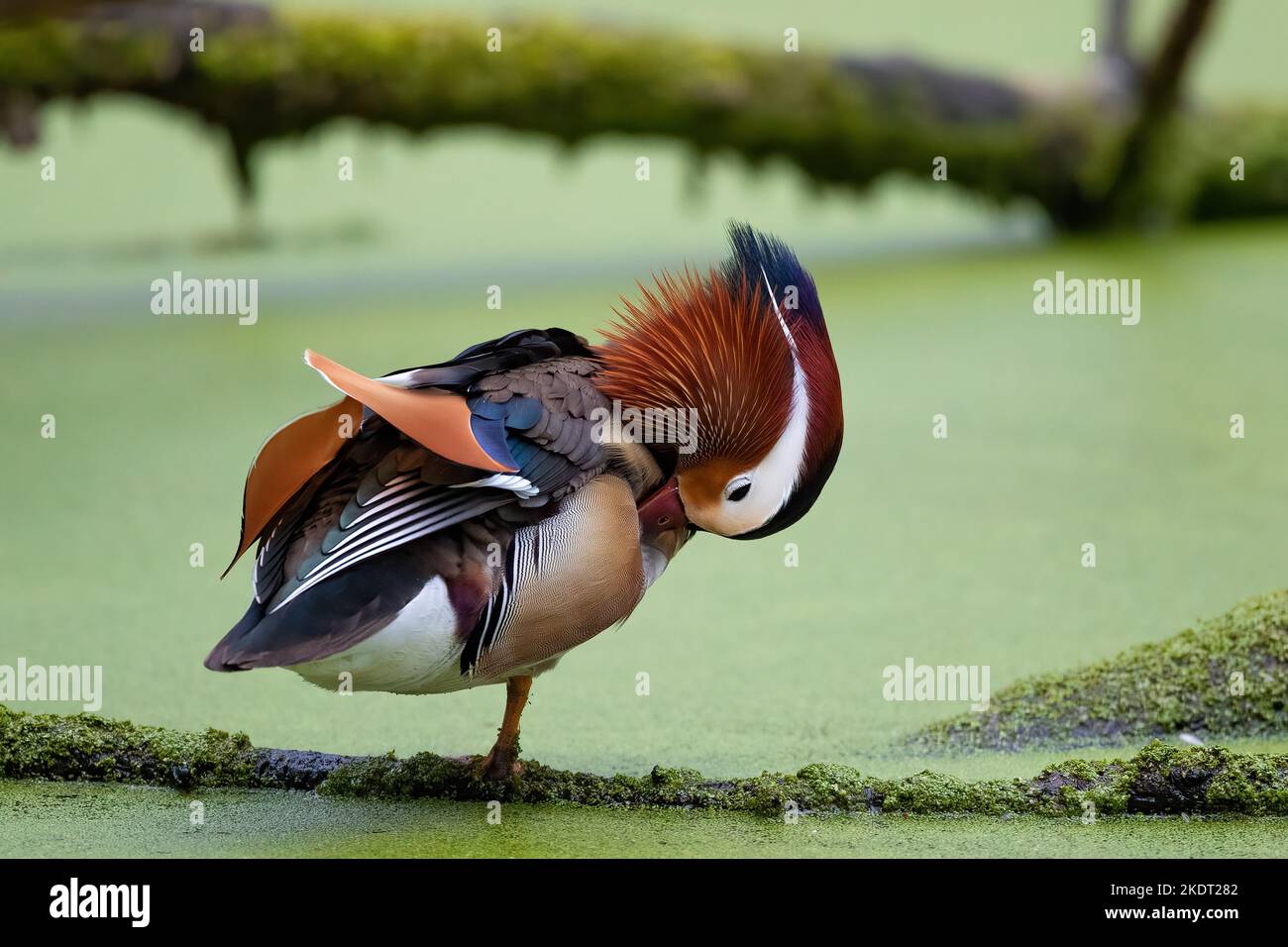 Preening male mandarin duck hi-res stock photography and images - Alamy