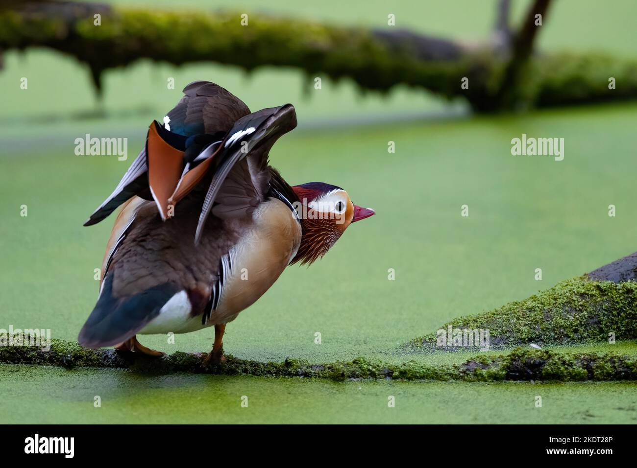 Ducks backside hi-res stock photography and images - Alamy