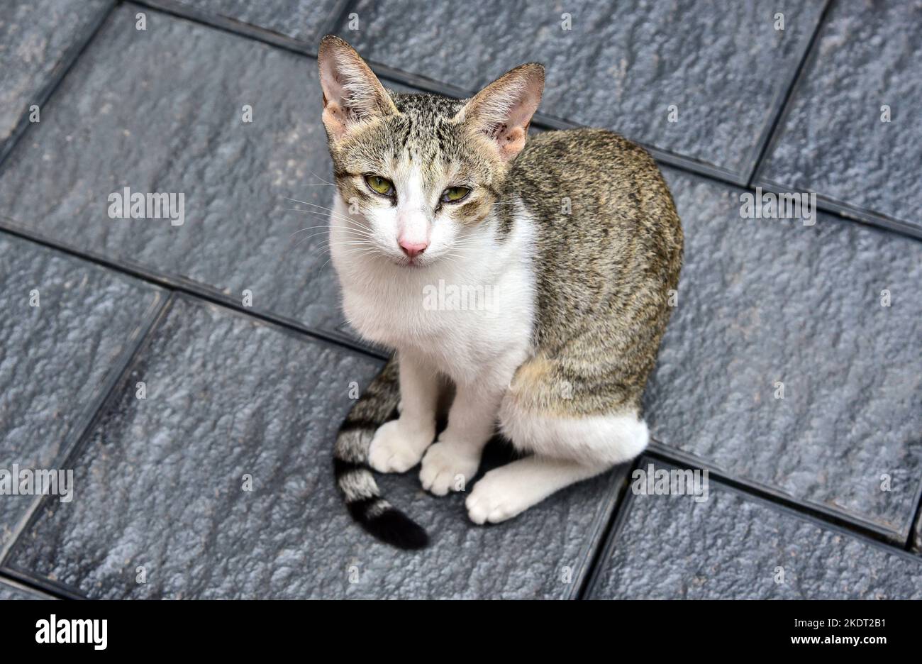 a common pet cat in india looking at the camera Stock Photo - Alamy