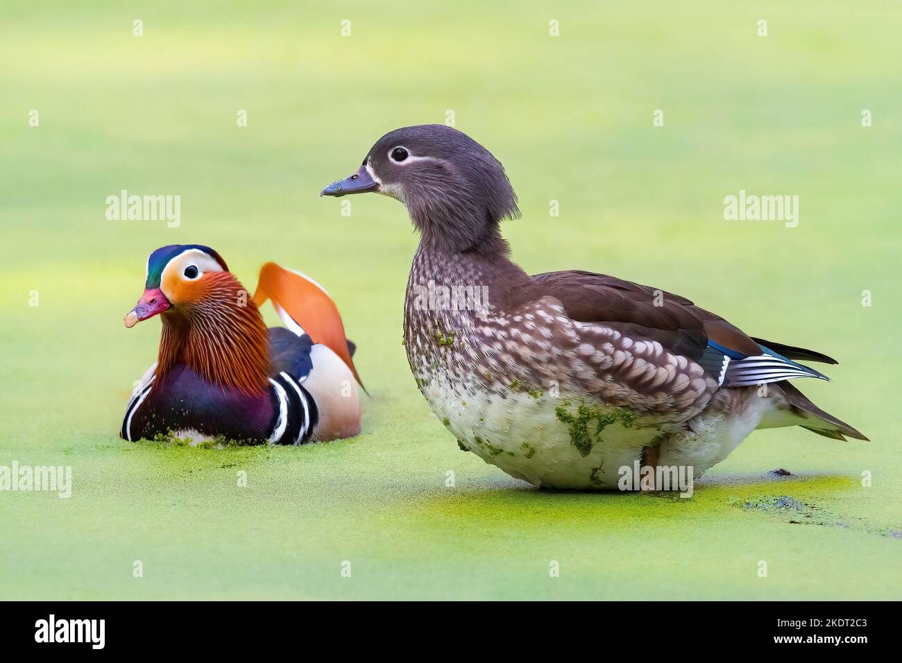 Canards mandarin hi-res stock photography and images - Alamy