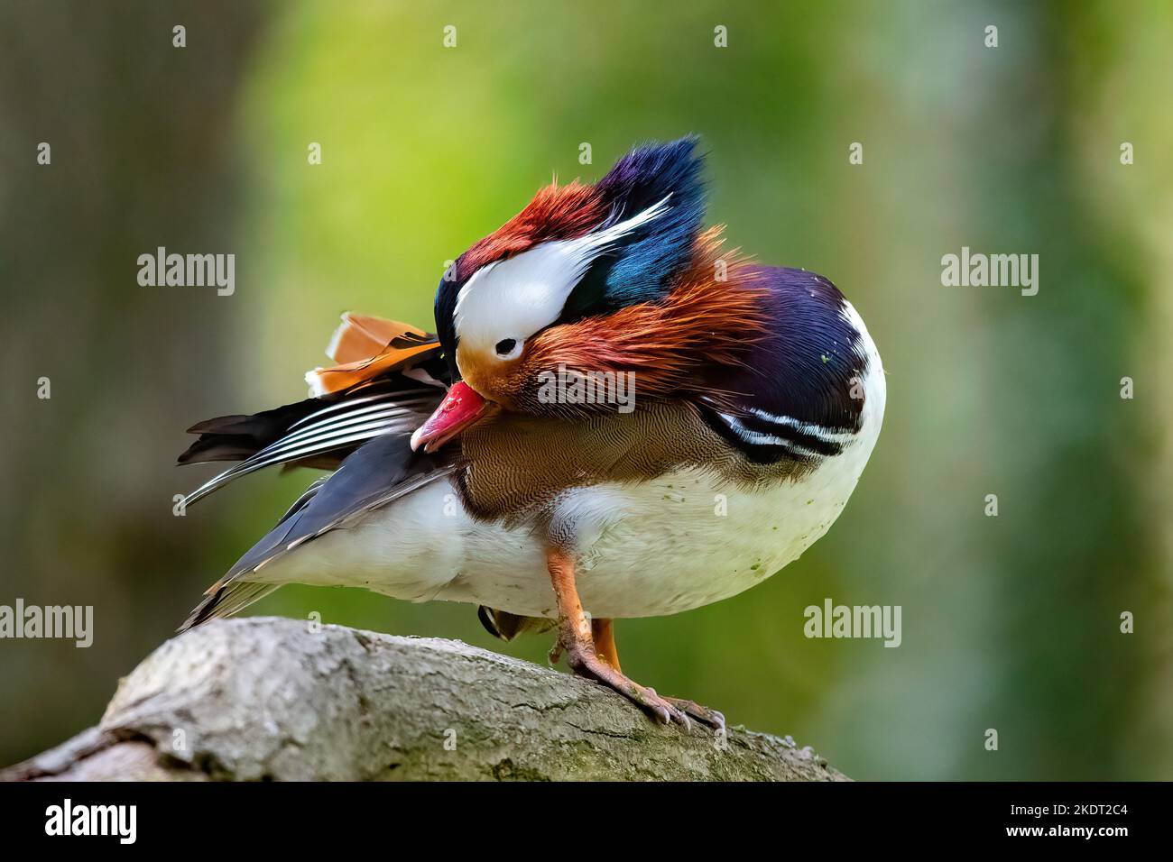 Male mandarin duck cleans hi-res stock photography and images - Alamy
