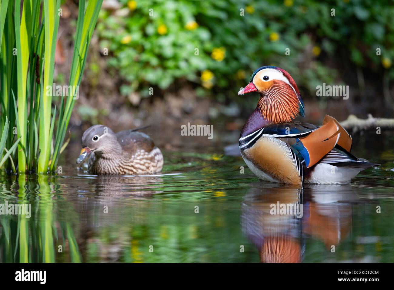 Two mandarin drakes hi-res stock photography and images - Alamy