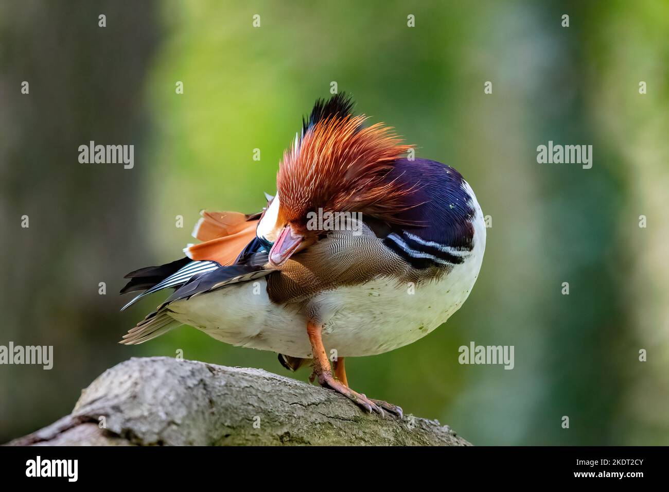 Male mandarin duck cleans hi-res stock photography and images - Alamy
