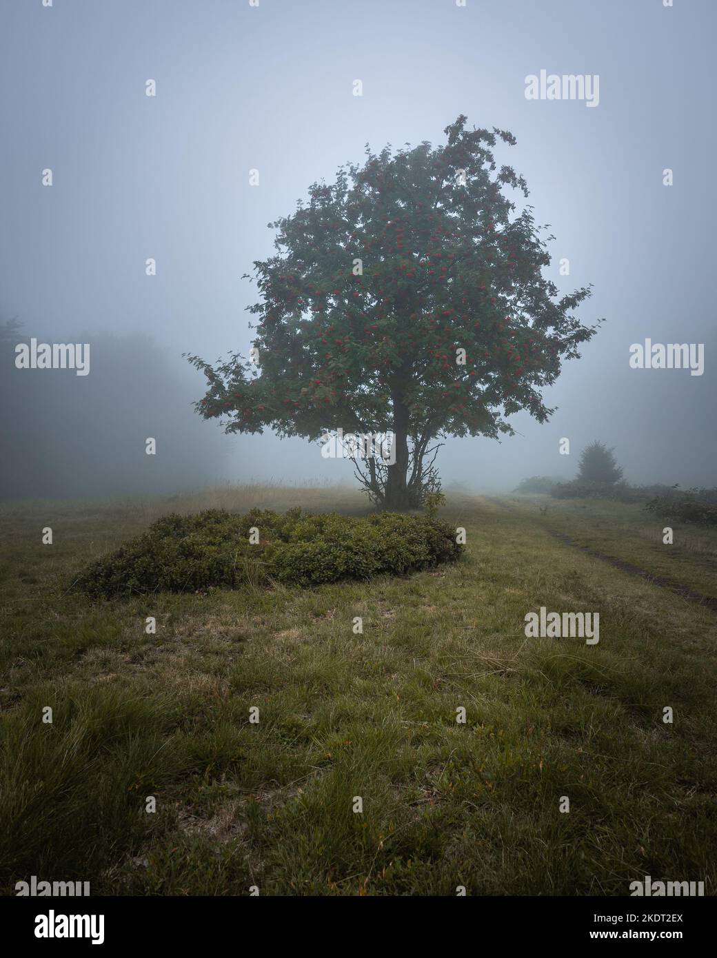 Tree standing alone hi-res stock photography and images - Alamy