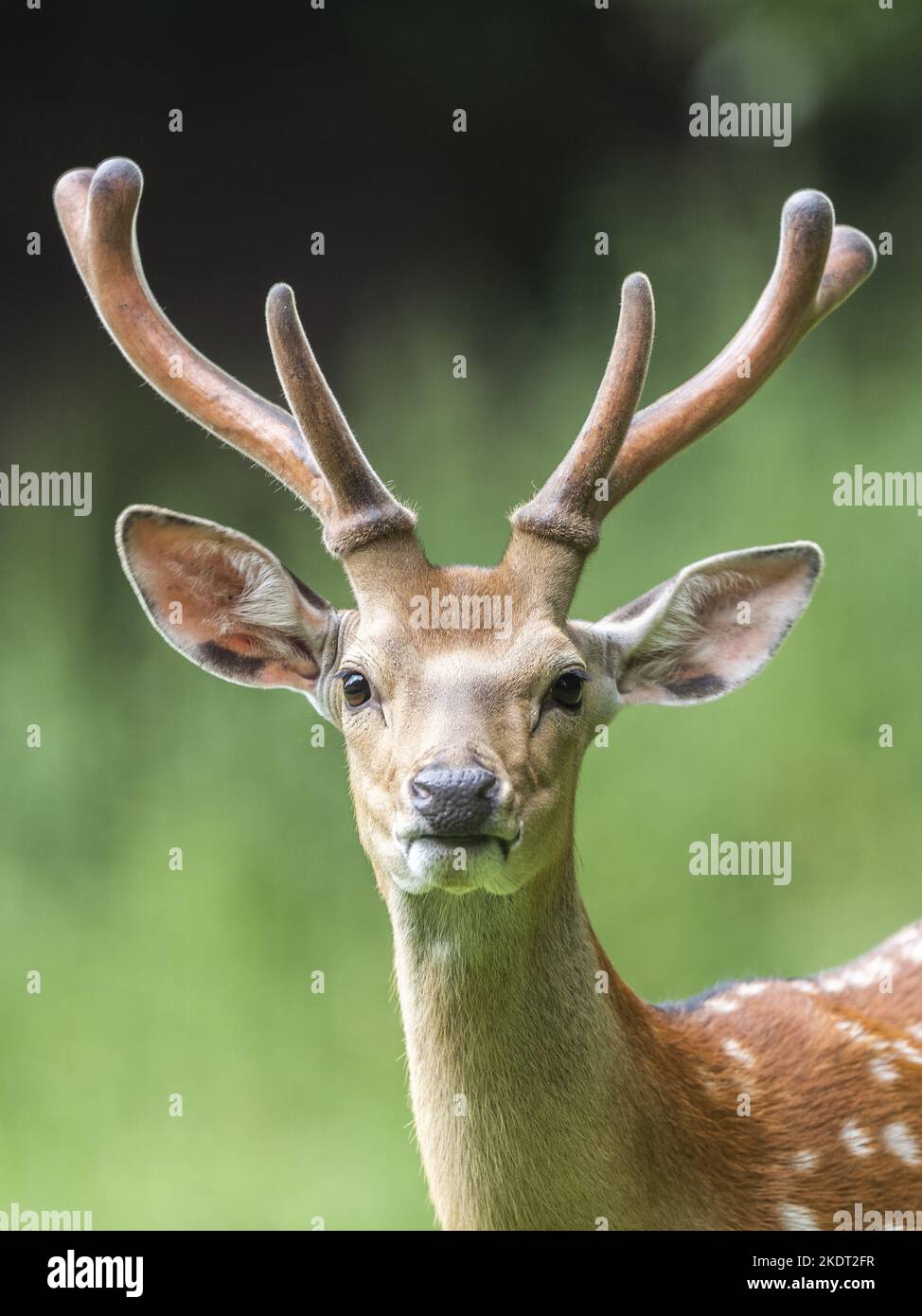 male Sika deer Stock Photo - Alamy