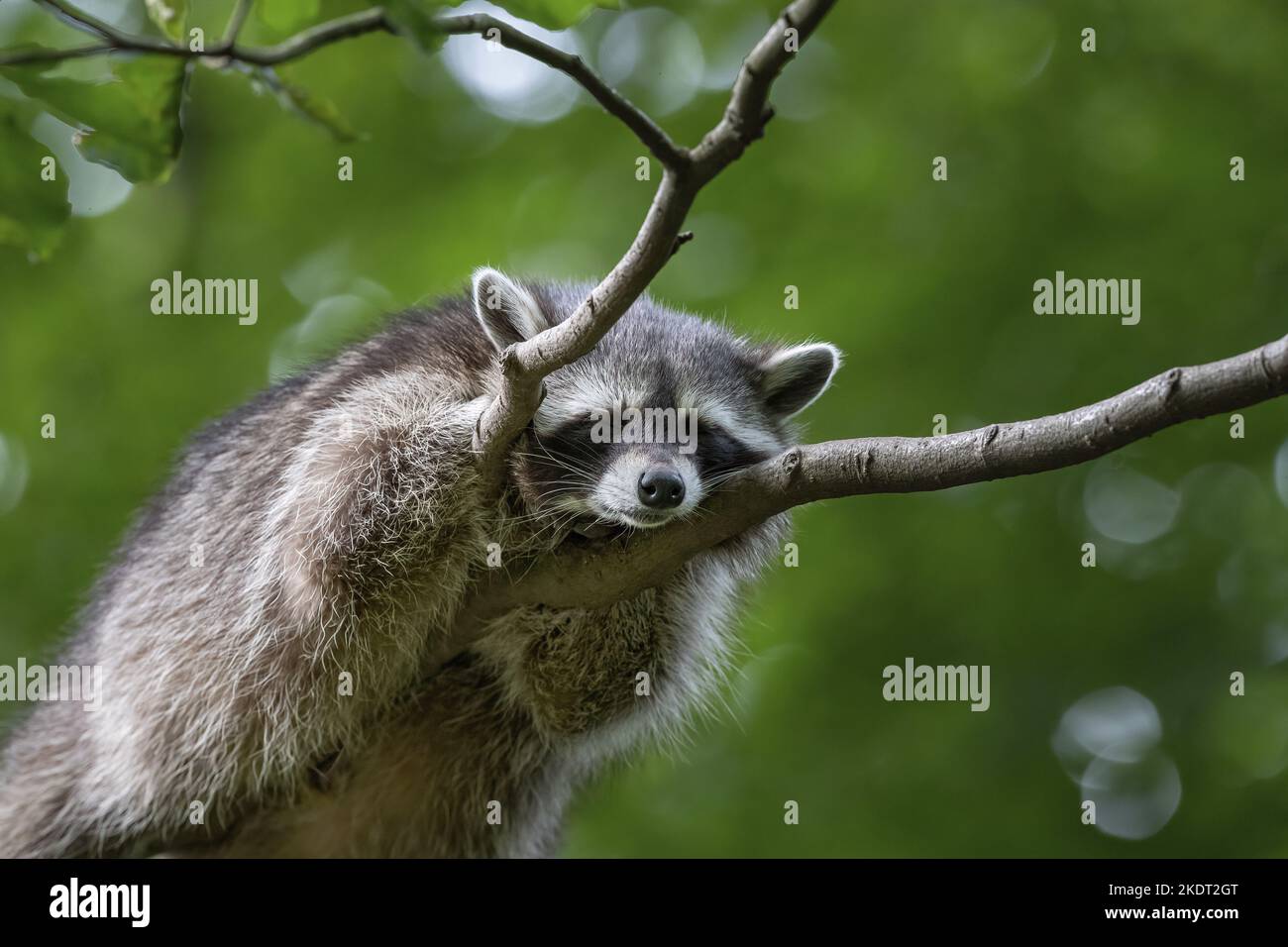 Raccoon on branch Stock Photo - Alamy