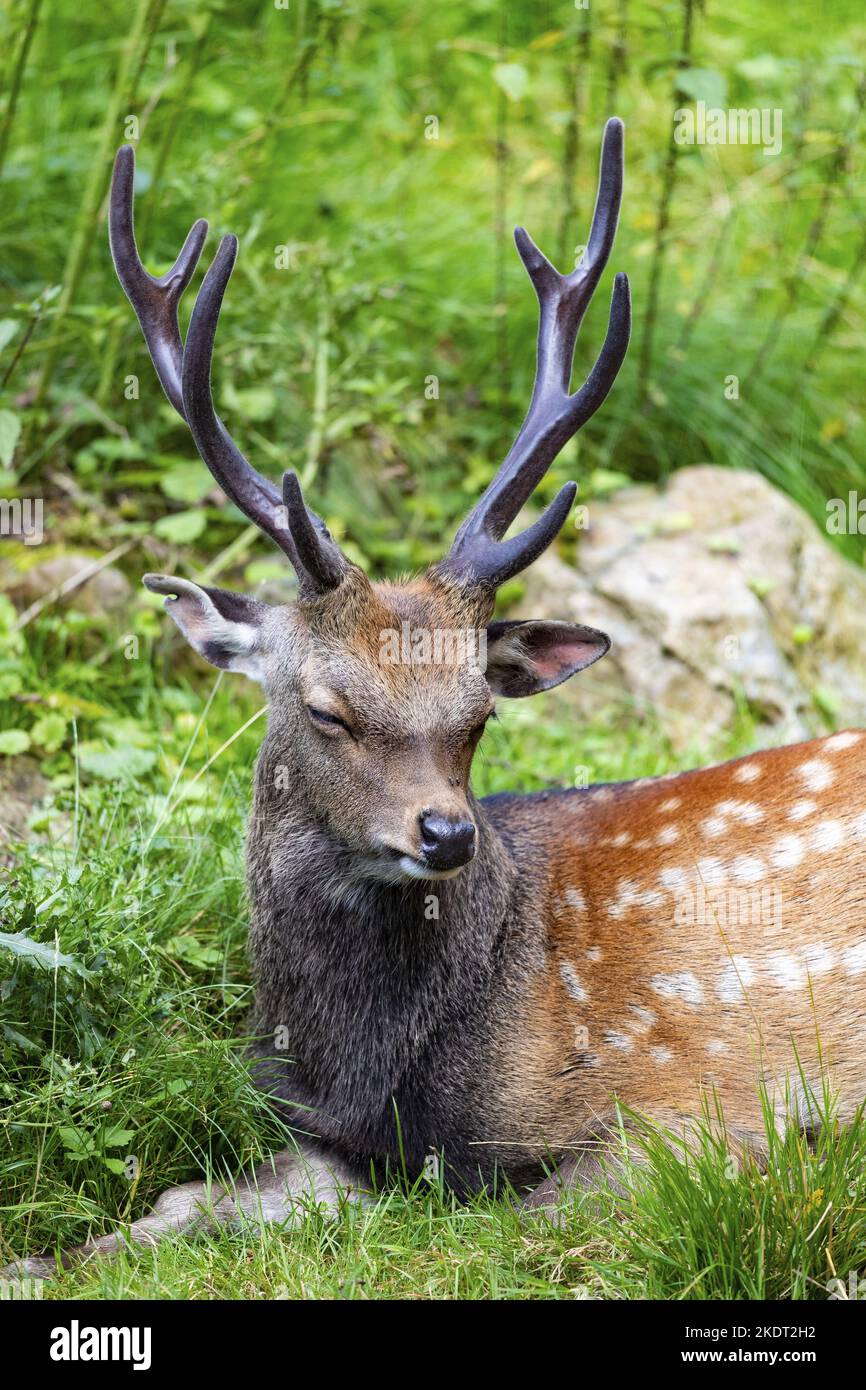 Sika deer rest hi-res stock photography and images - Alamy