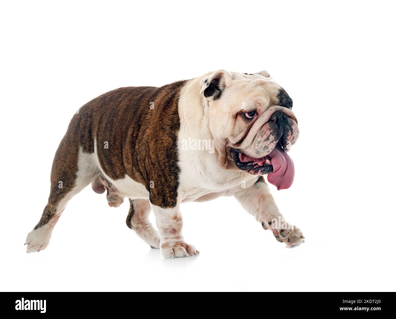 english bulldog in front of white background Stock Photo - Alamy