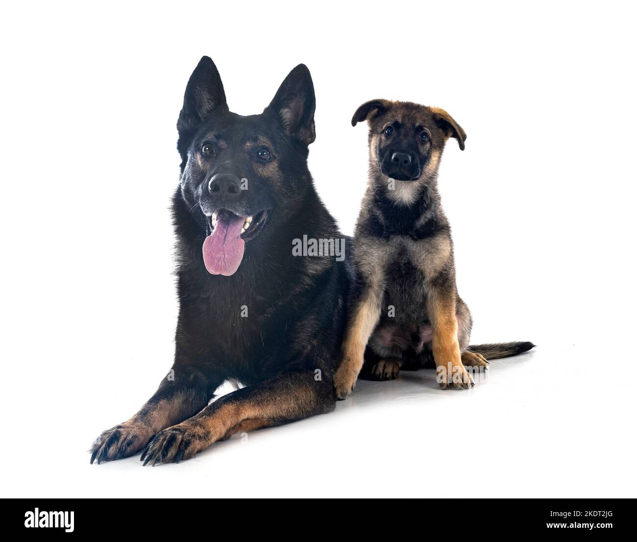 gray german shepherds in front of white background Stock Photo - Alamy