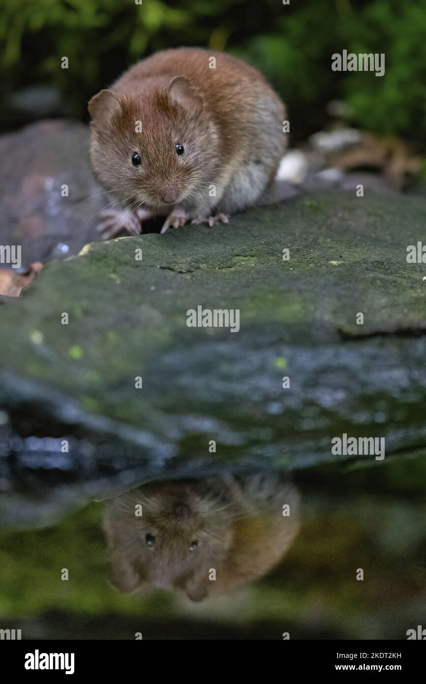 long-tailed field mouse Stock Photo - Alamy