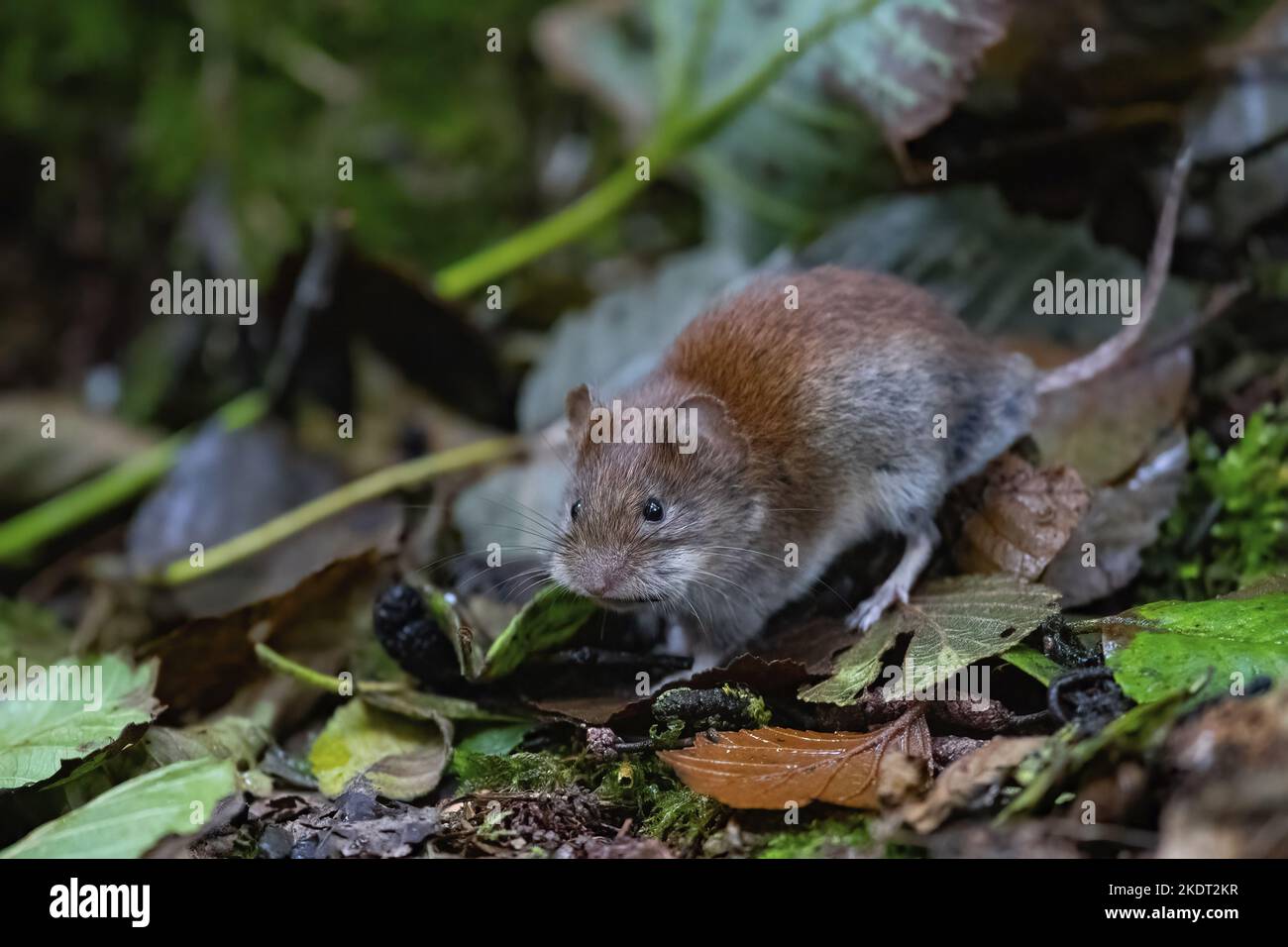 Long tailed rodents hi-res stock photography and images - Alamy