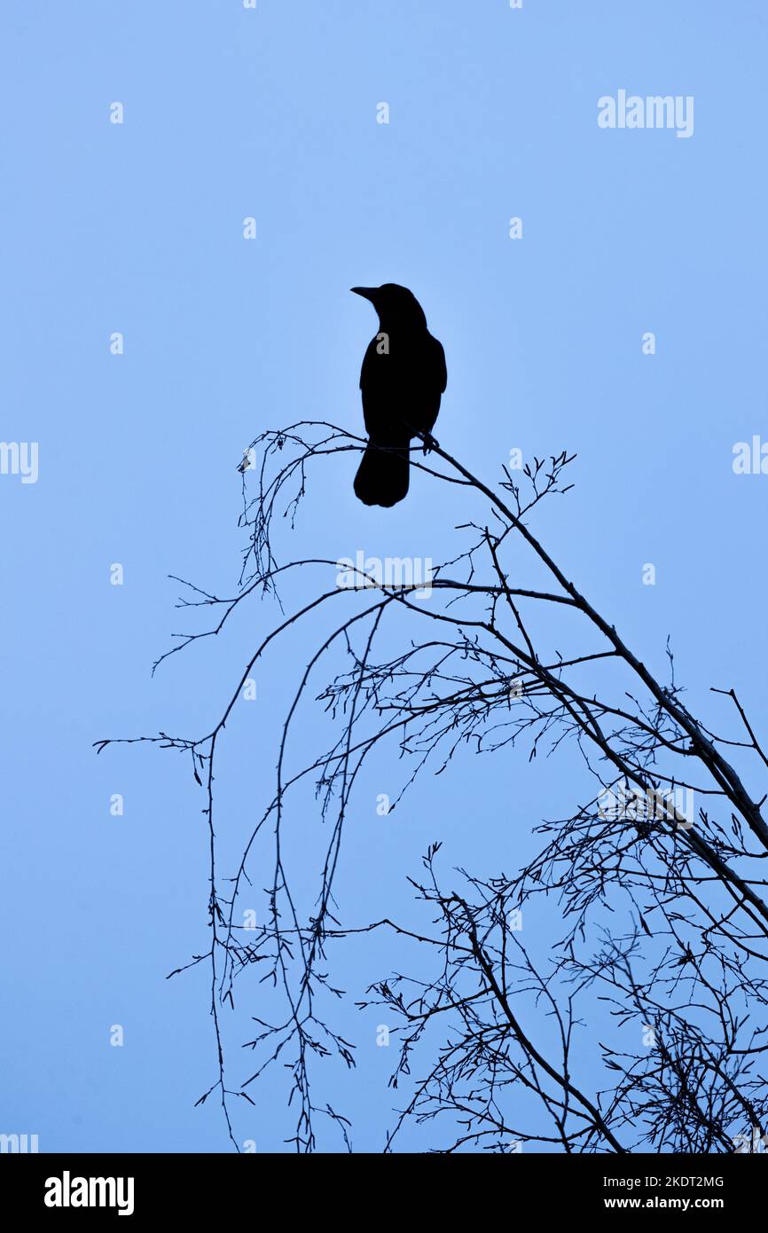 About the size of a crow hi-res stock photography and images - Alamy