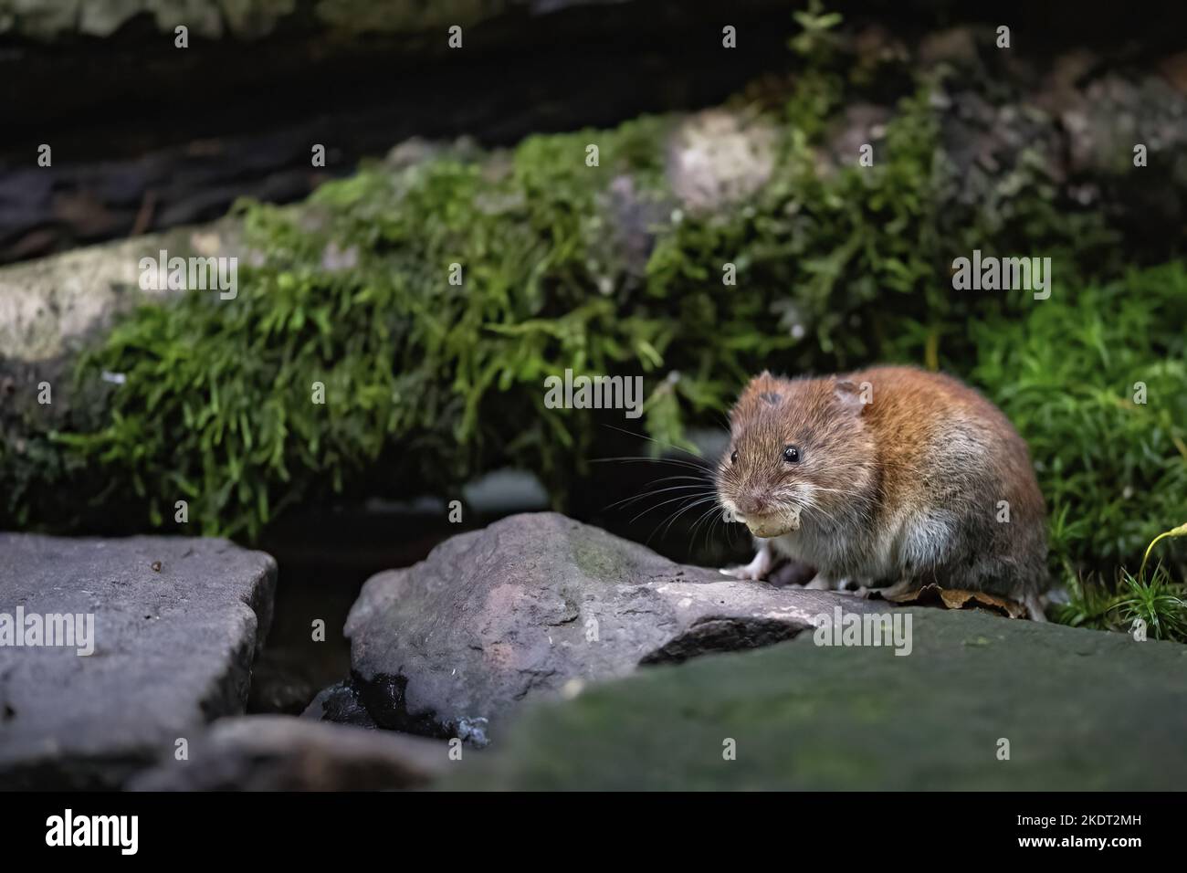 Long tailed rodents hi-res stock photography and images - Alamy