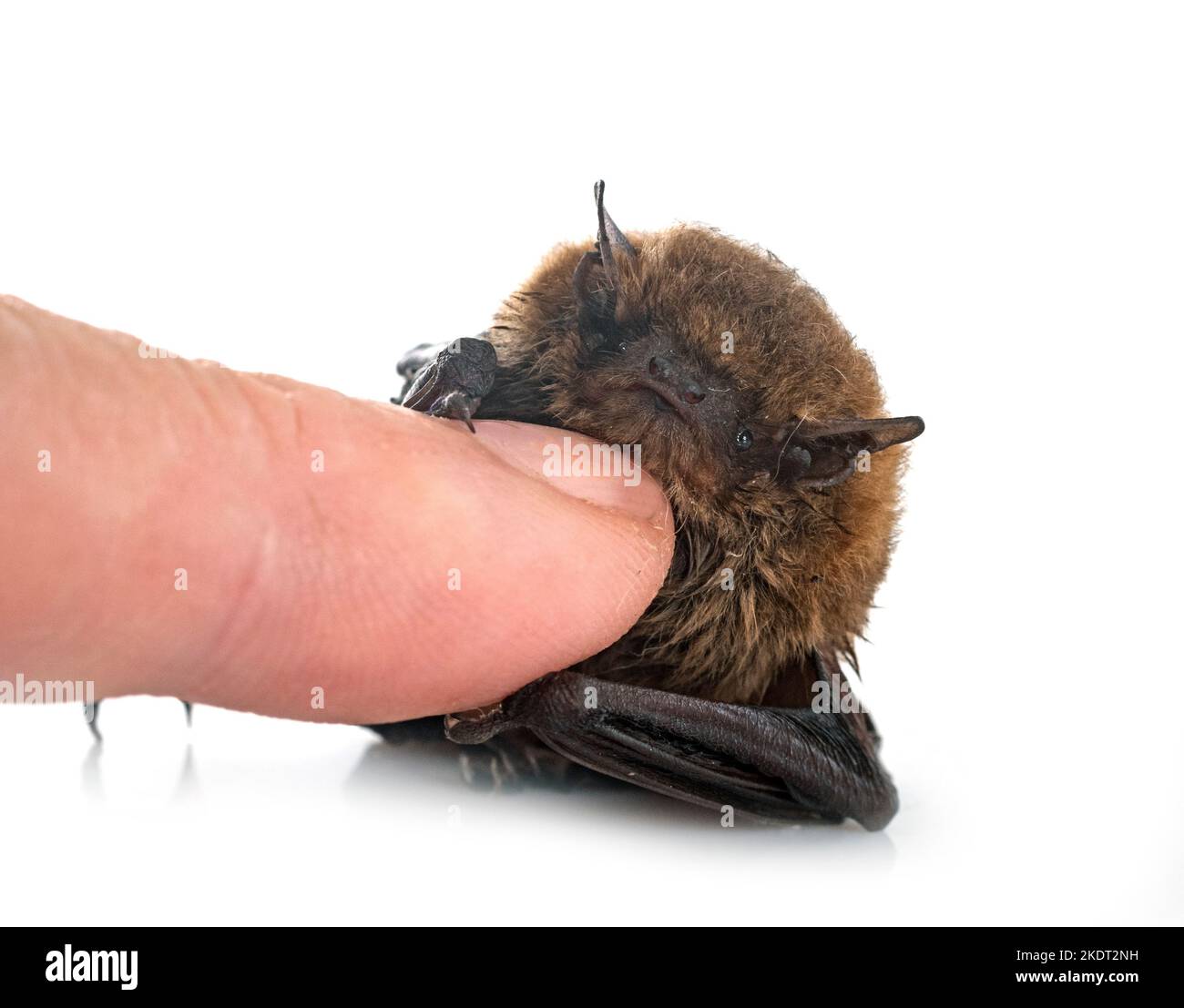 Pipistrellus pipistrellus in front of white background Stock Photo - Alamy