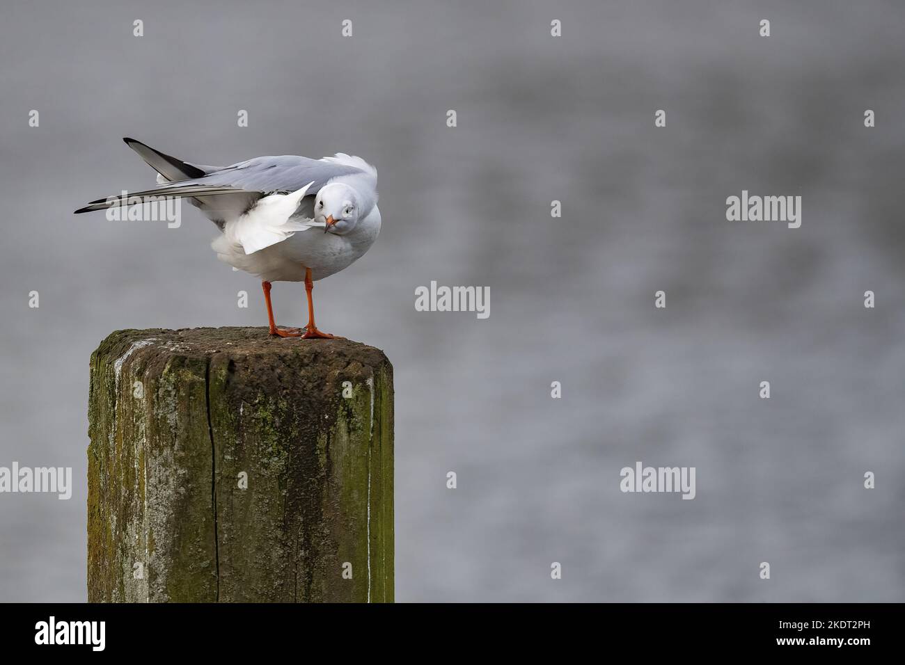 Black headed gulls preening hi-res stock photography and images - Alamy