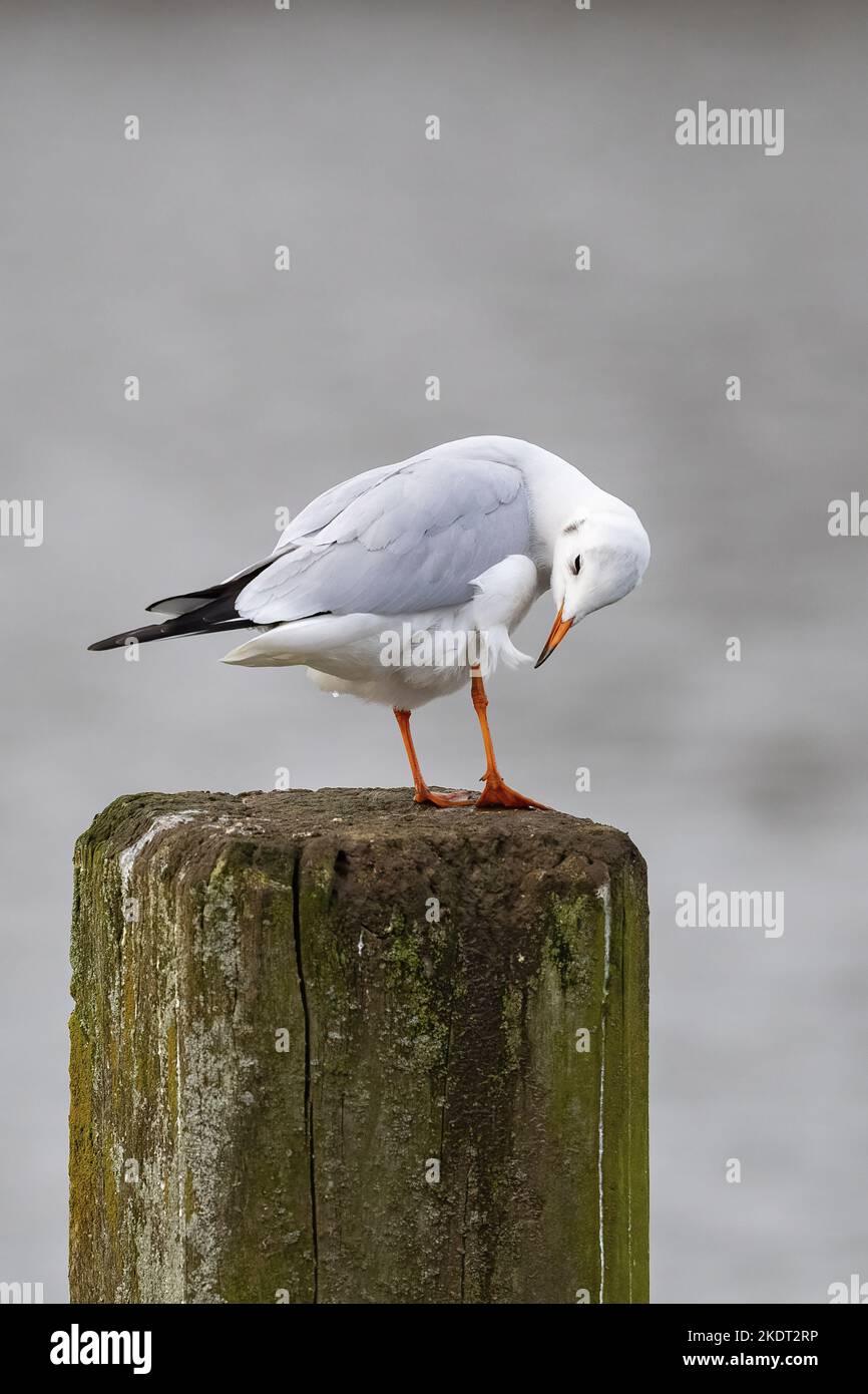 Black headed gulls preening hi-res stock photography and images - Alamy