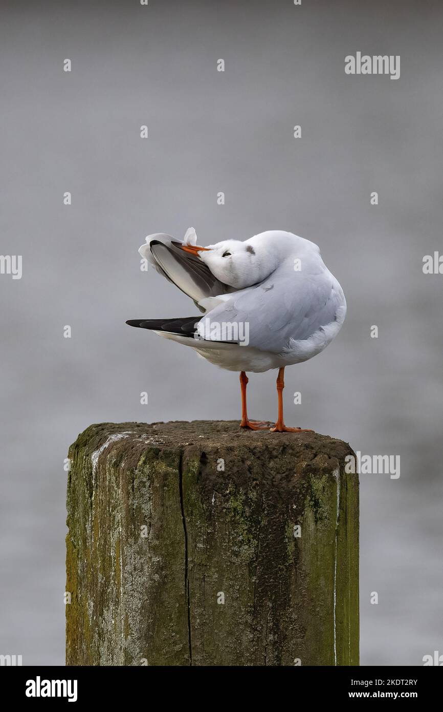 Black headed gulls preening hi-res stock photography and images - Alamy