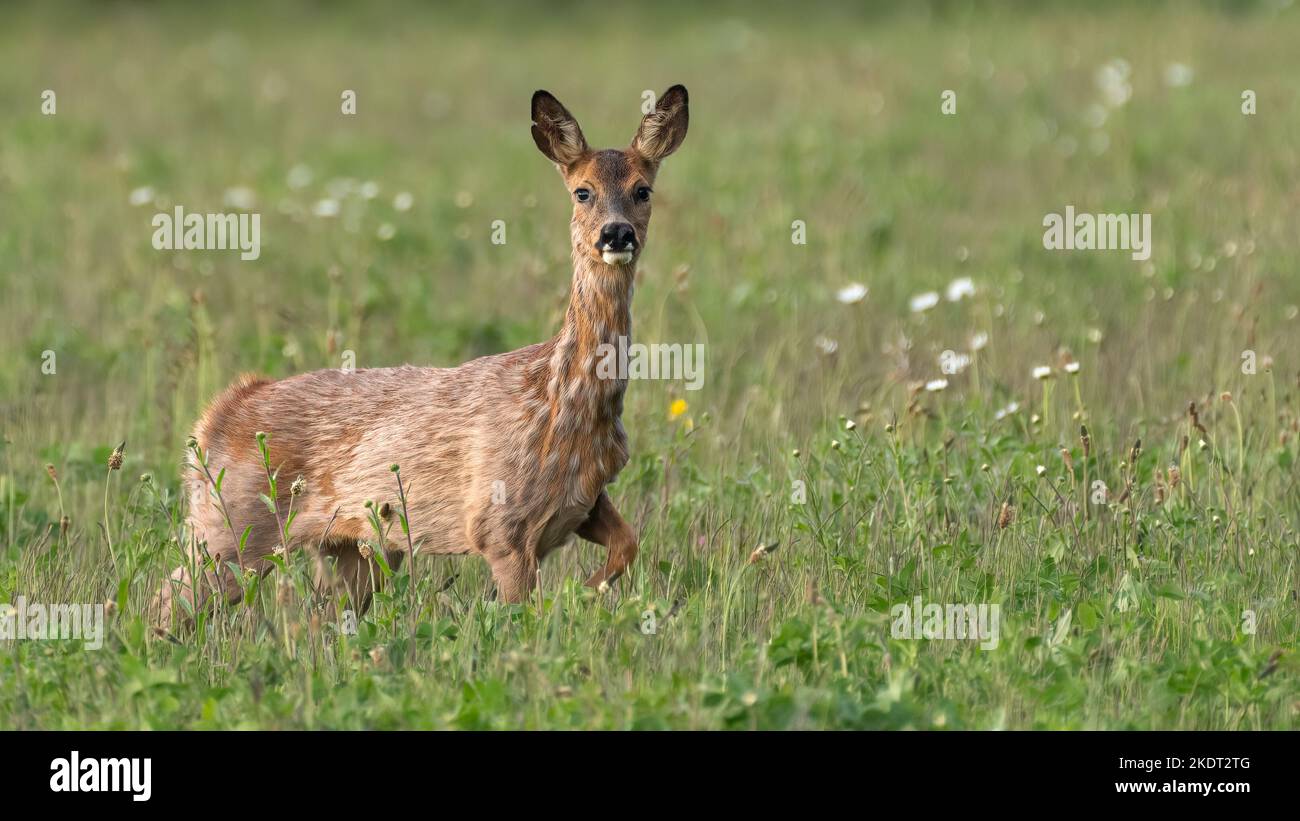 Female roe deer in a wildflower meadow, Norfolk, UK Stock Photo - Alamy