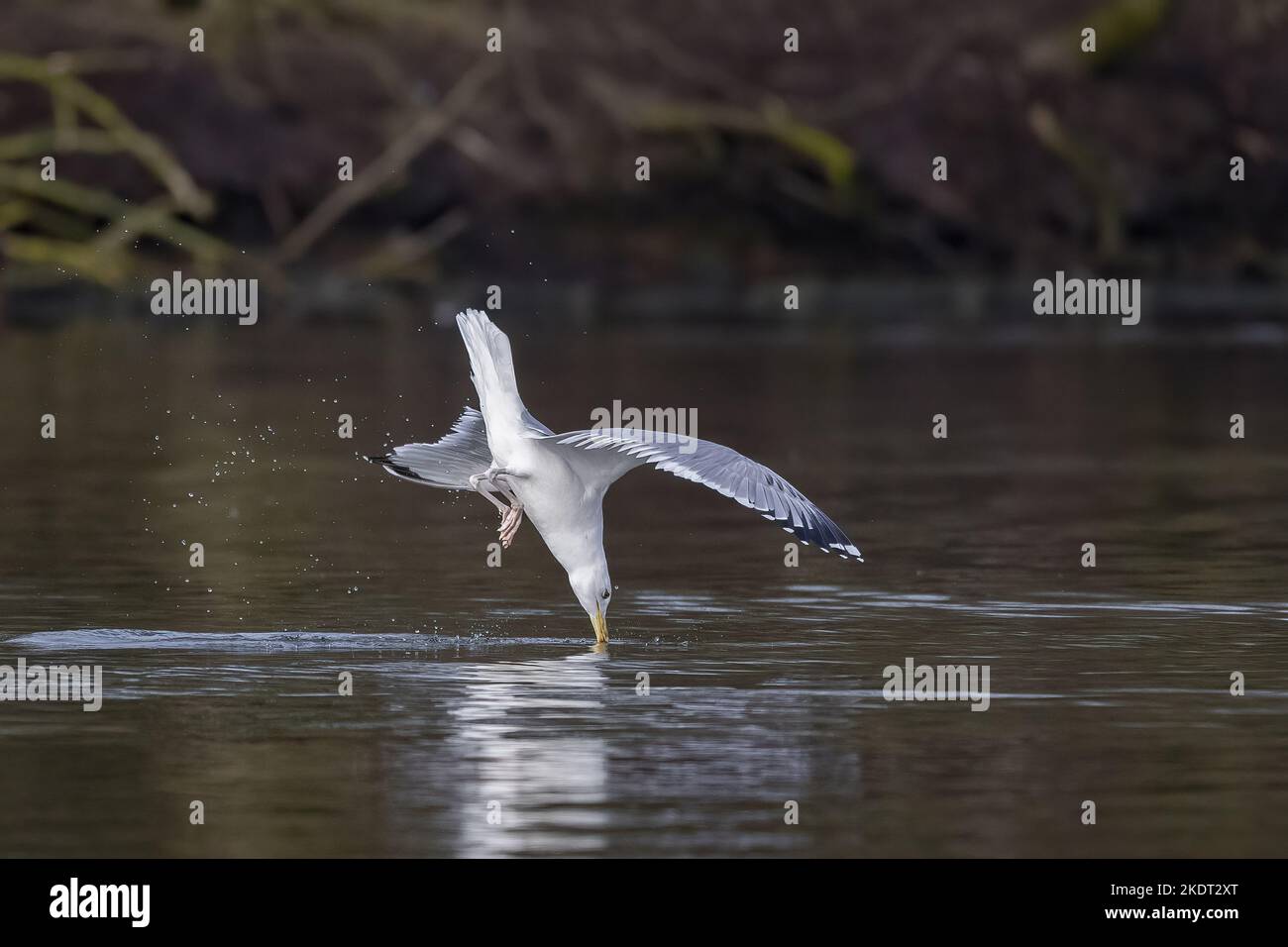 common European gull Stock Photo - Alamy