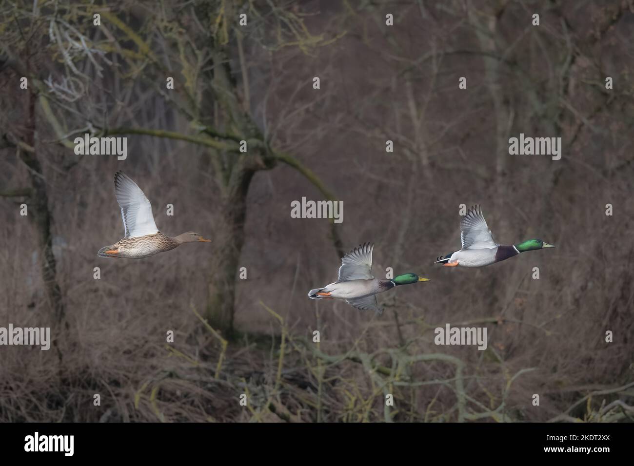 Three wild ducks mallards hi-res stock photography and images - Alamy