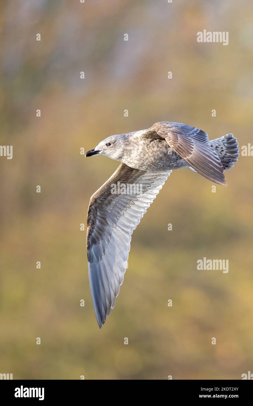 common European gull Stock Photo - Alamy