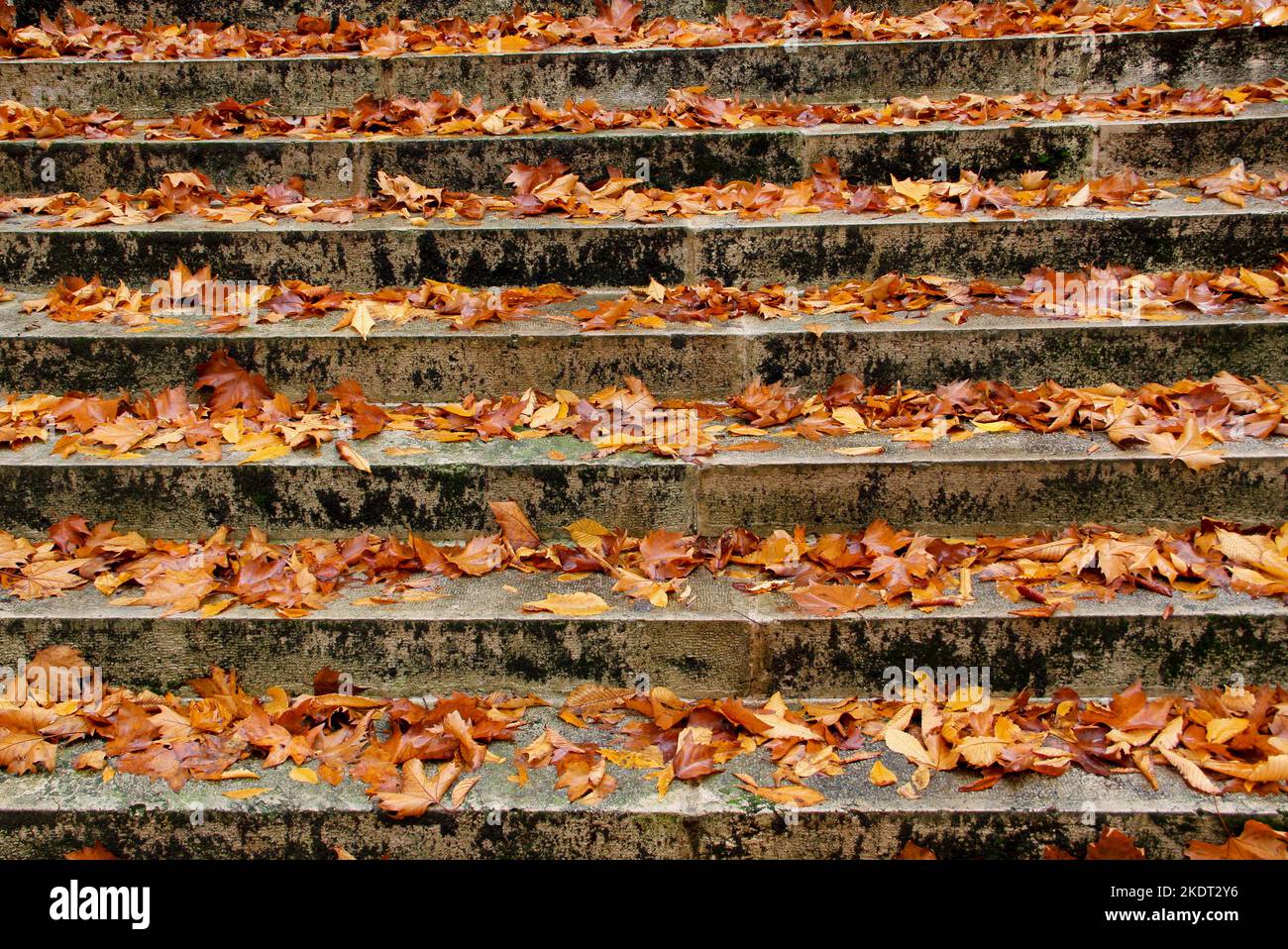 stairs with autumn leaves view on old stone steps in autumn park Stock ...