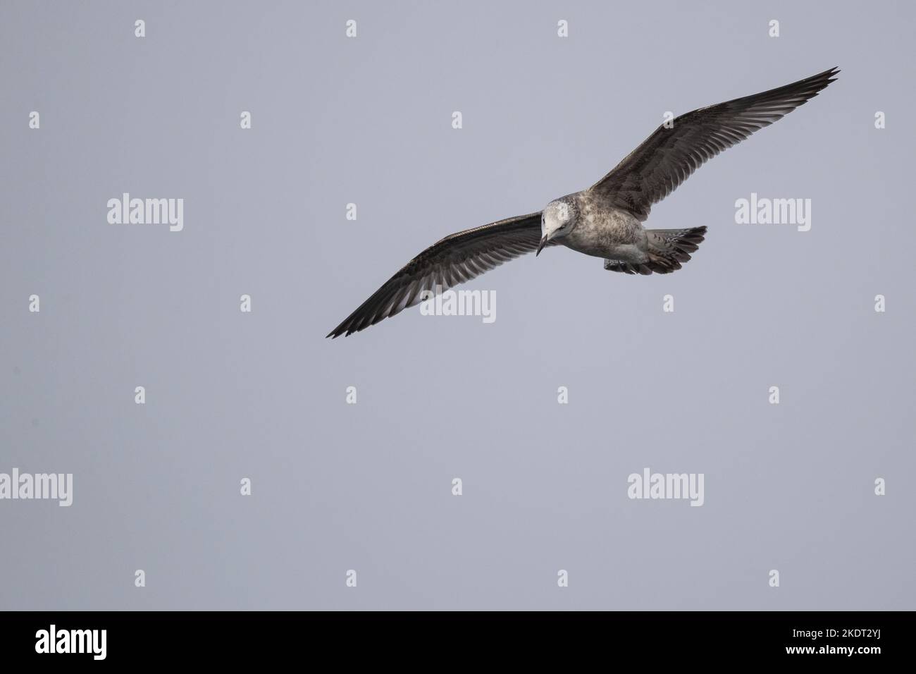common European gull Stock Photo - Alamy
