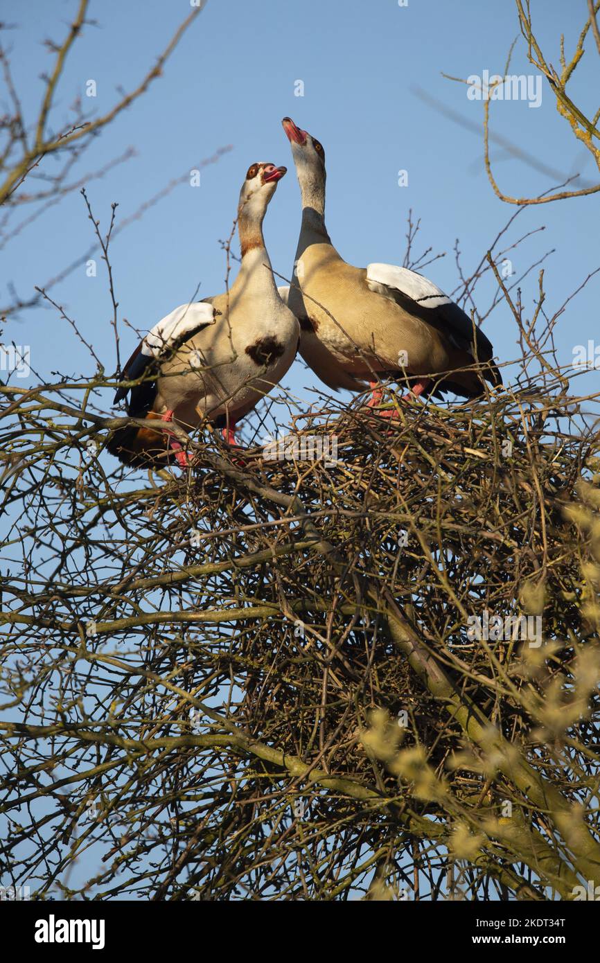 Egyptian geese nest hi-res stock photography and images - Alamy