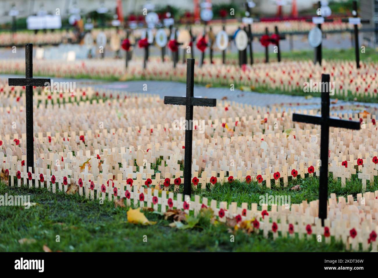 Westminster, London, 8th November 2022. The annual Poppy Field, Field ...