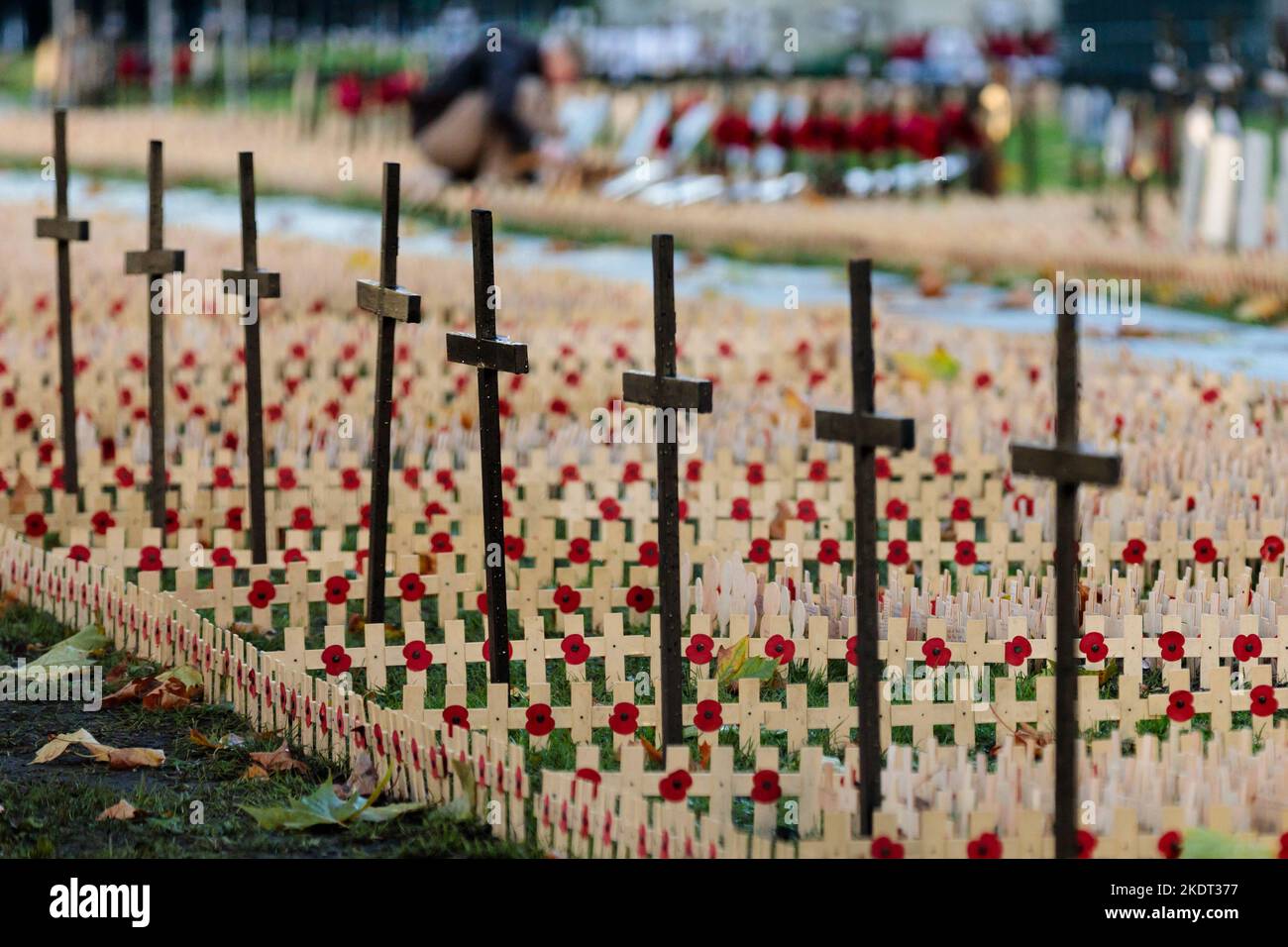 Westminster, London, 8th November 2022. The annual Poppy Field, Field ...
