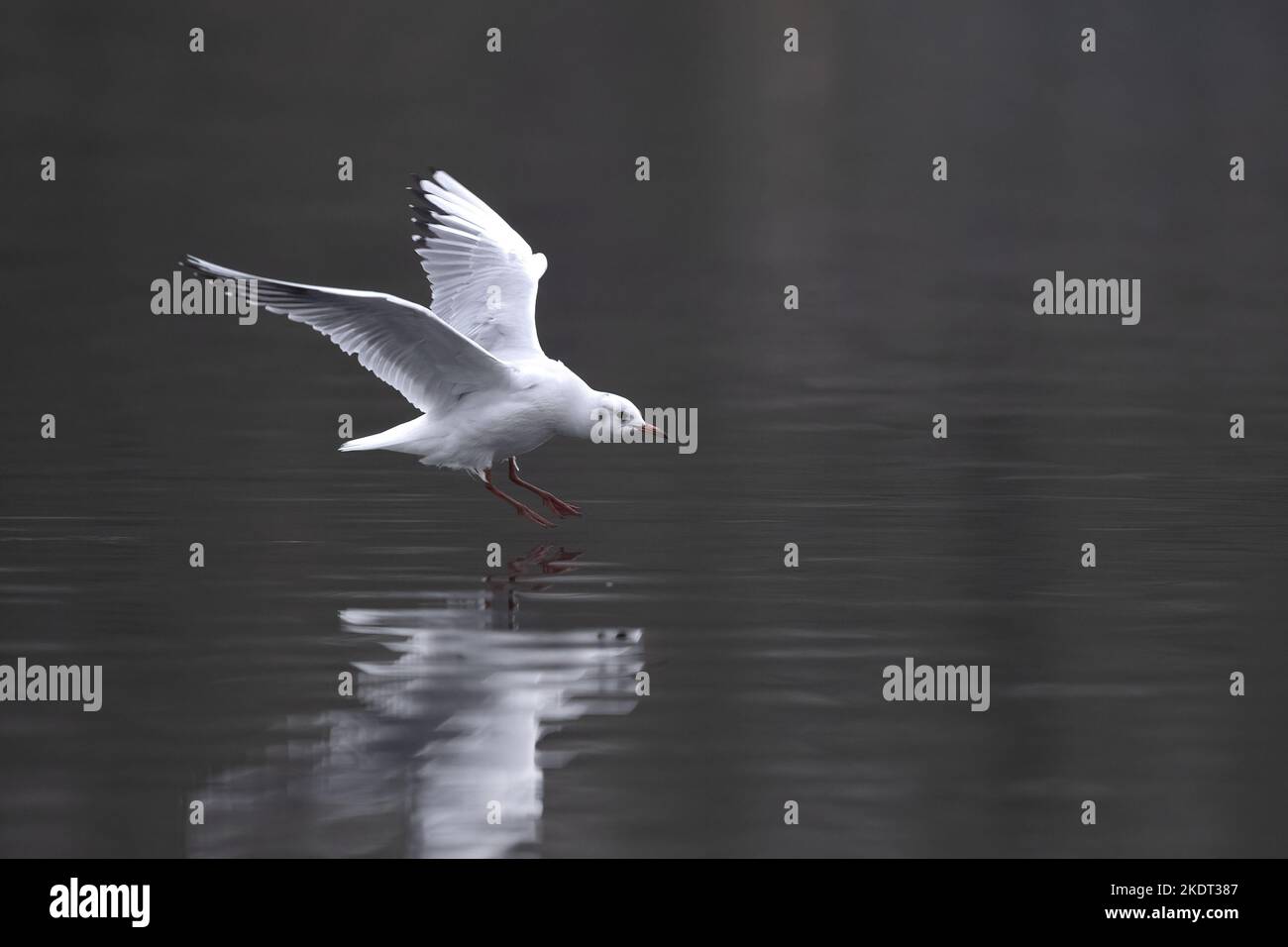 Common gull land hi-res stock photography and images - Alamy