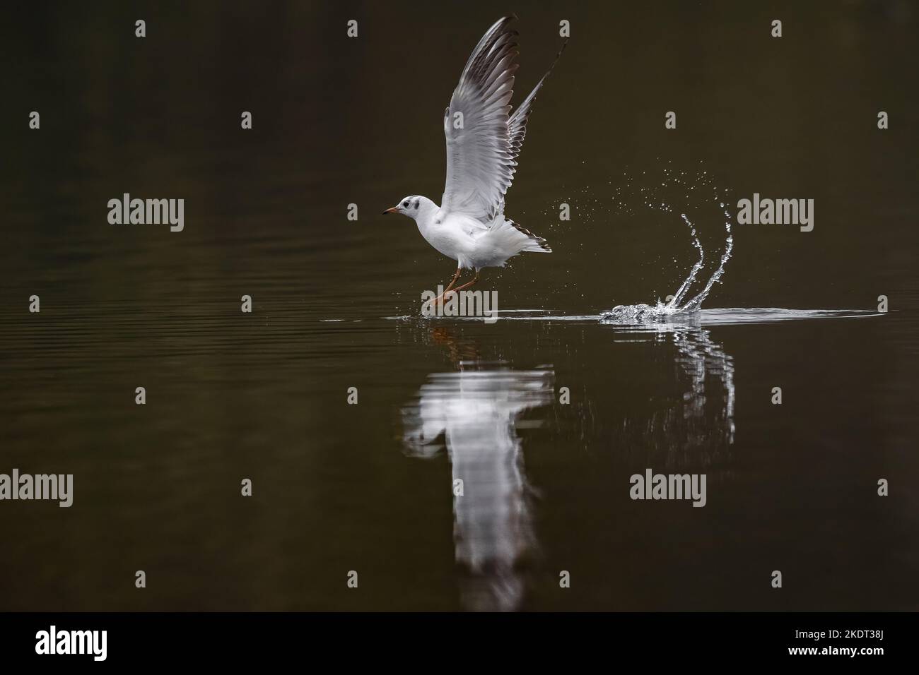 Common gull land hi-res stock photography and images - Alamy
