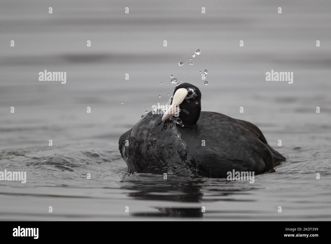 Coot grooming hi-res stock photography and images - Alamy