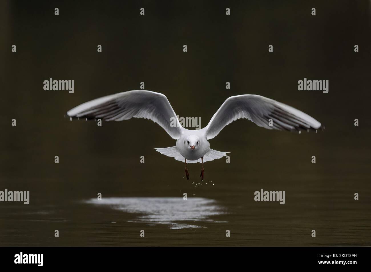 common black-headed gull Stock Photo - Alamy