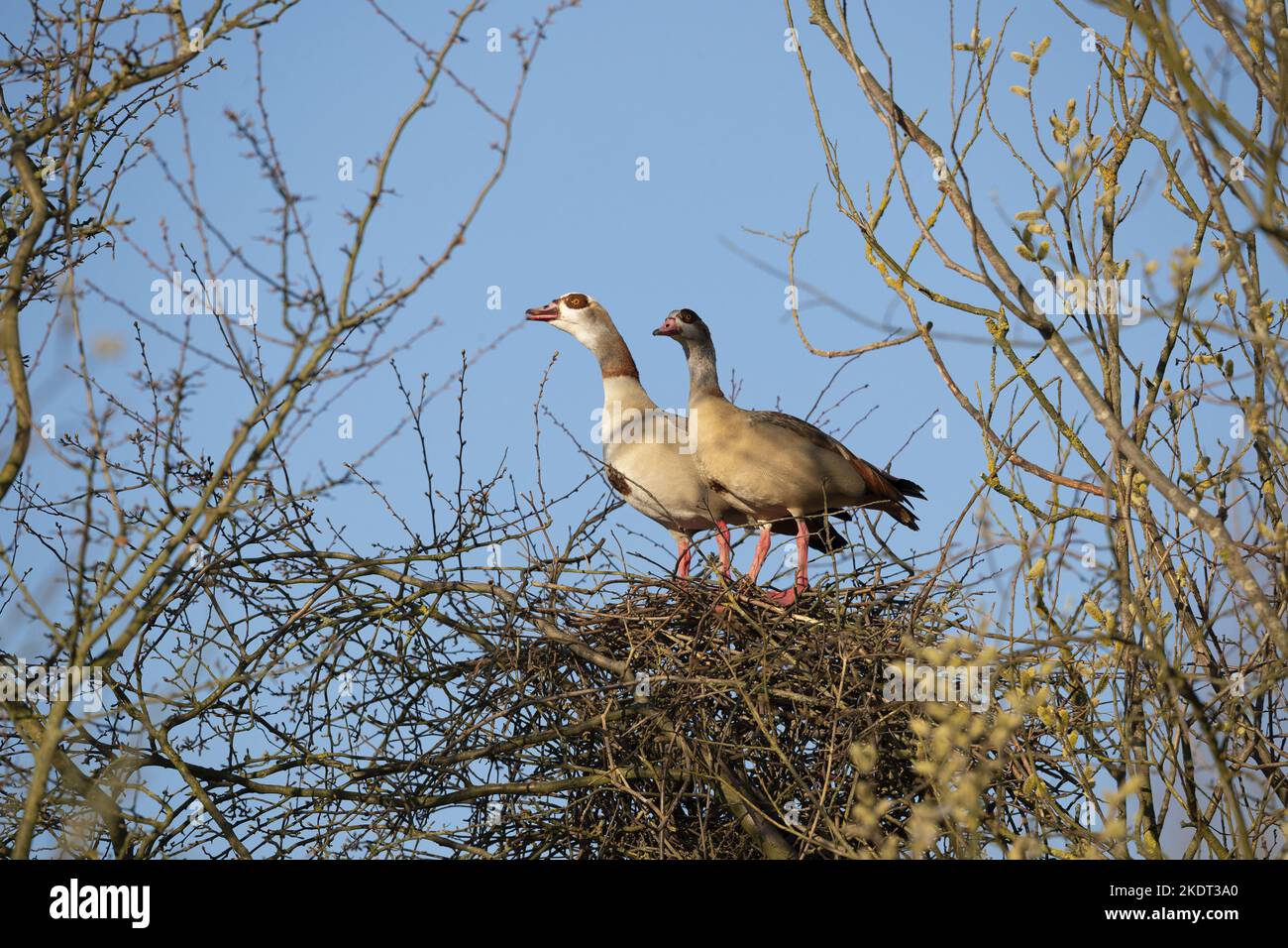 Egyptian geese nest hi-res stock photography and images - Alamy