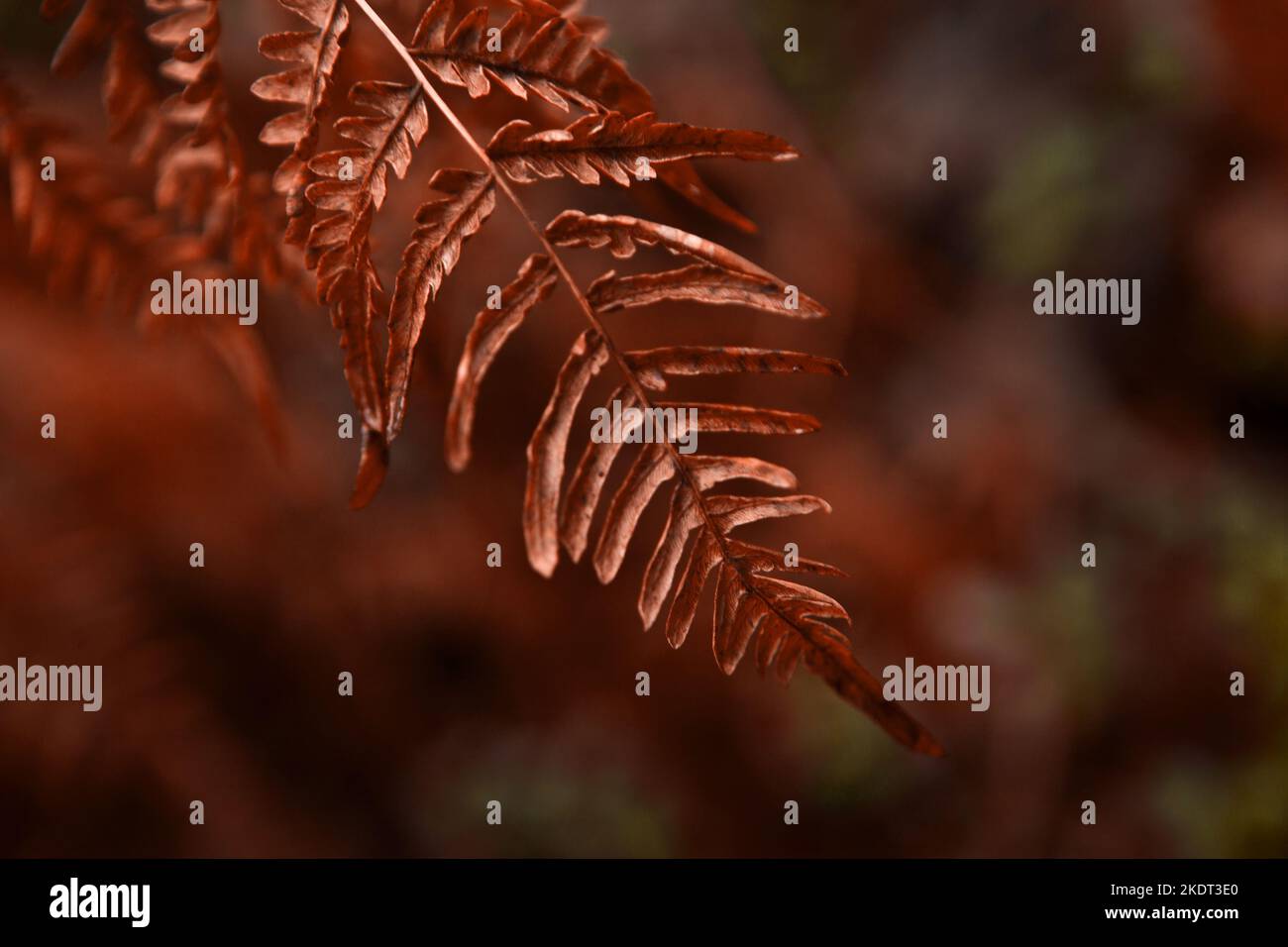 fern brown leaf macro dark image. Brake closeup in the fall surrounded ...