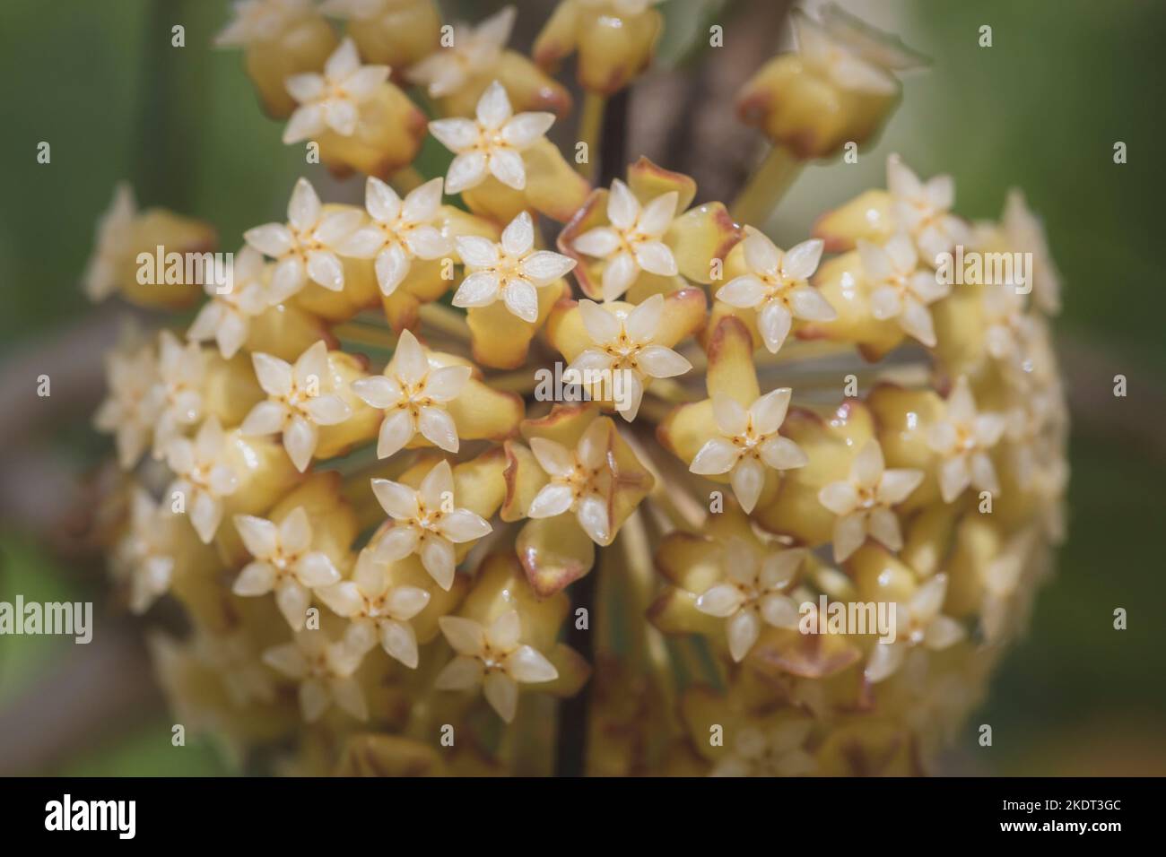 Beautiful Hoya background, Floral spring abstract background with copy ...