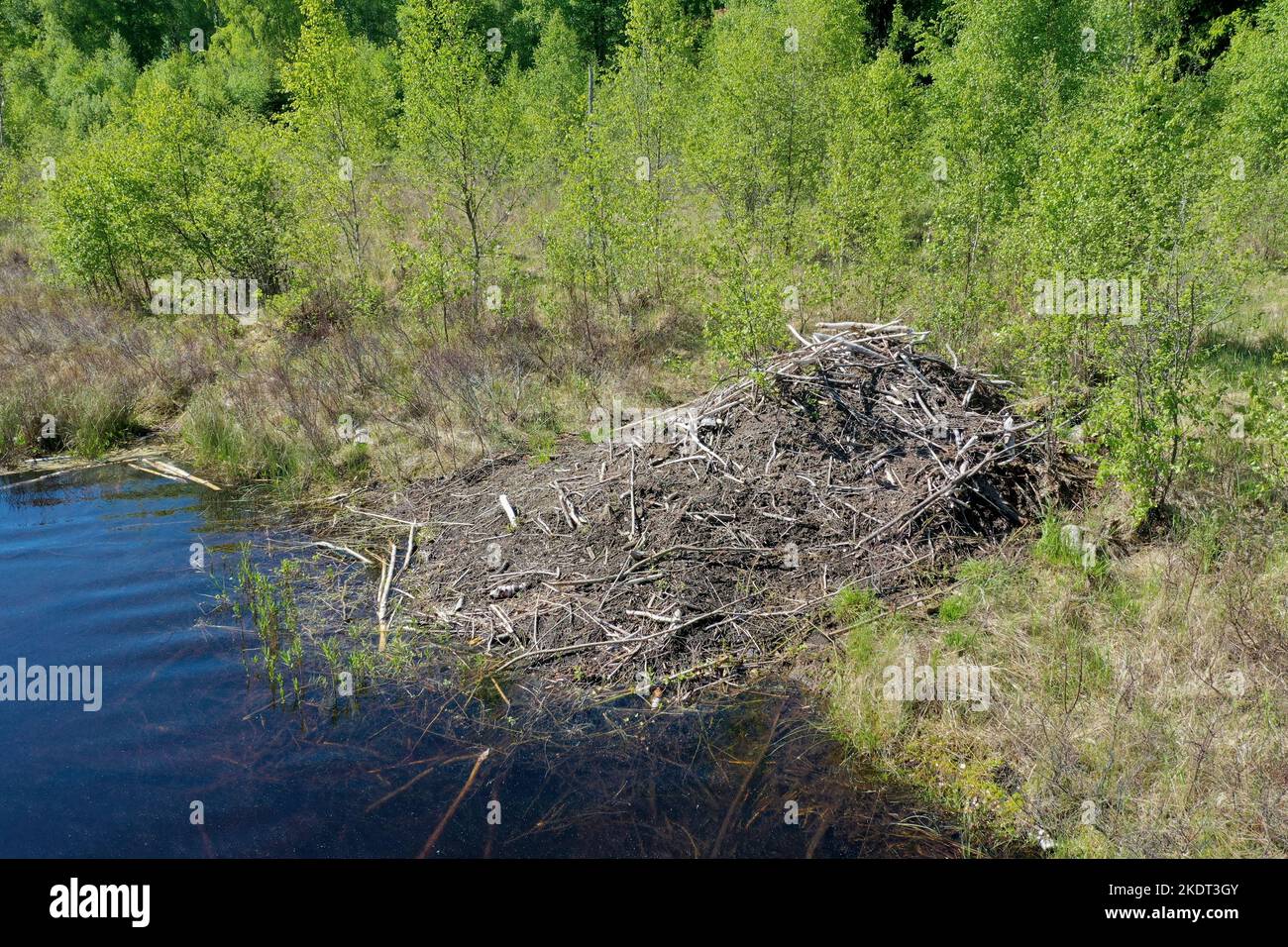 Biber-Burg, Biberburg an einem Tümpel, Teich in Schweden, Europäischer ...