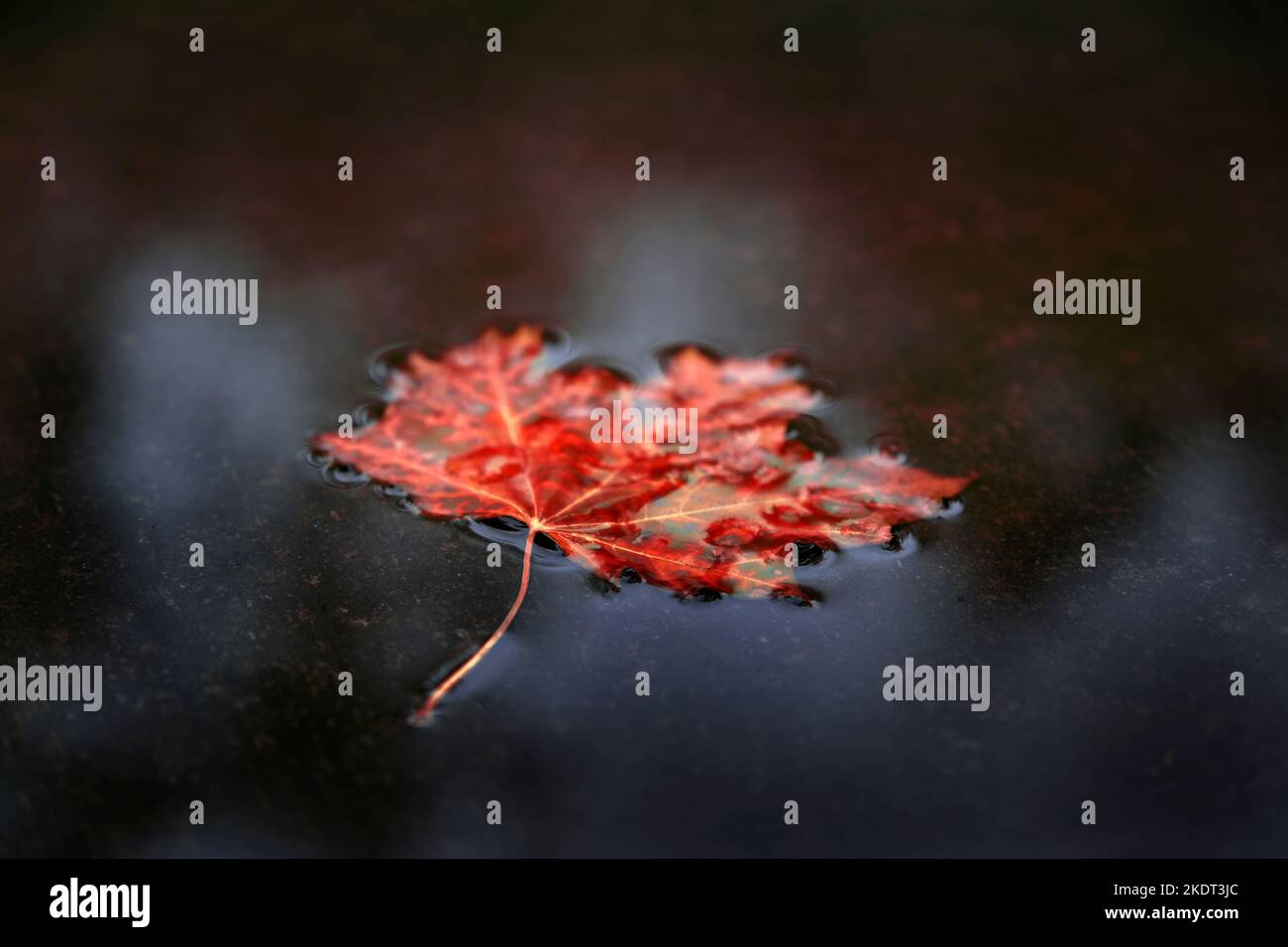 Autumn fall leaf in water with reflection nature Stock Photo - Alamy