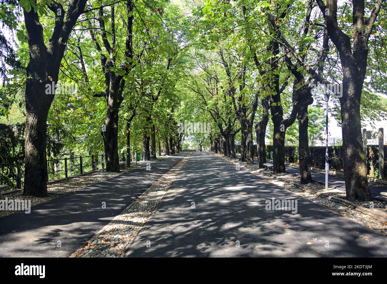 Paved path under a tree canopy in a park Stock Photo - Alamy