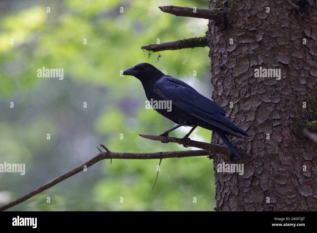 Crow and crow hi-res stock photography and images - Alamy