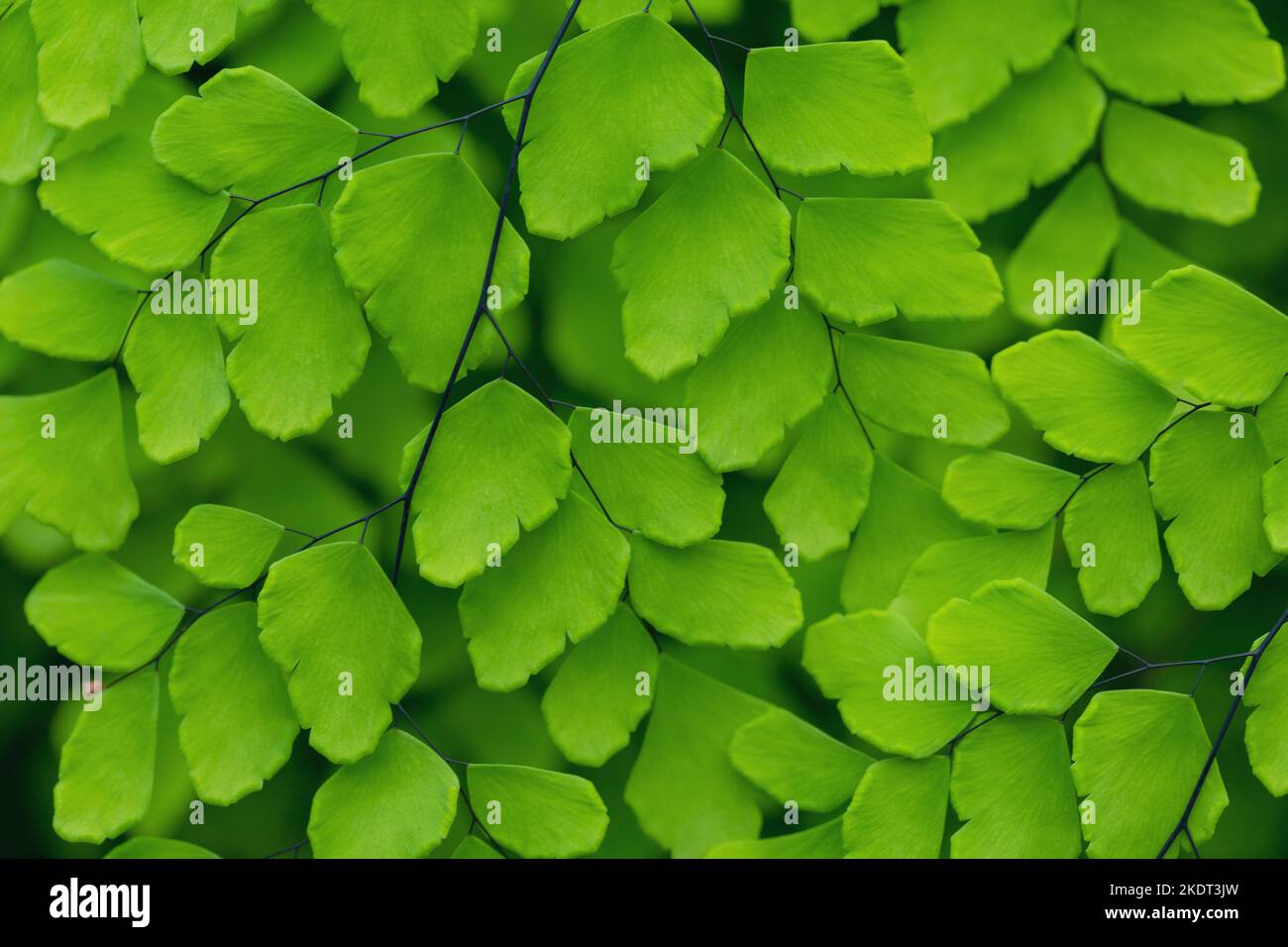 Nature of green leaves in garden at summer with sunlight. Natural green ...