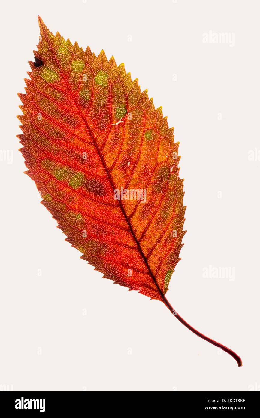 a bright elm autumn leaf on a white background, isolated Stock Photo ...