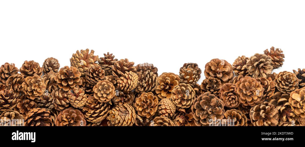 a heap of pine cones on a white background as border, banner, panorama ...