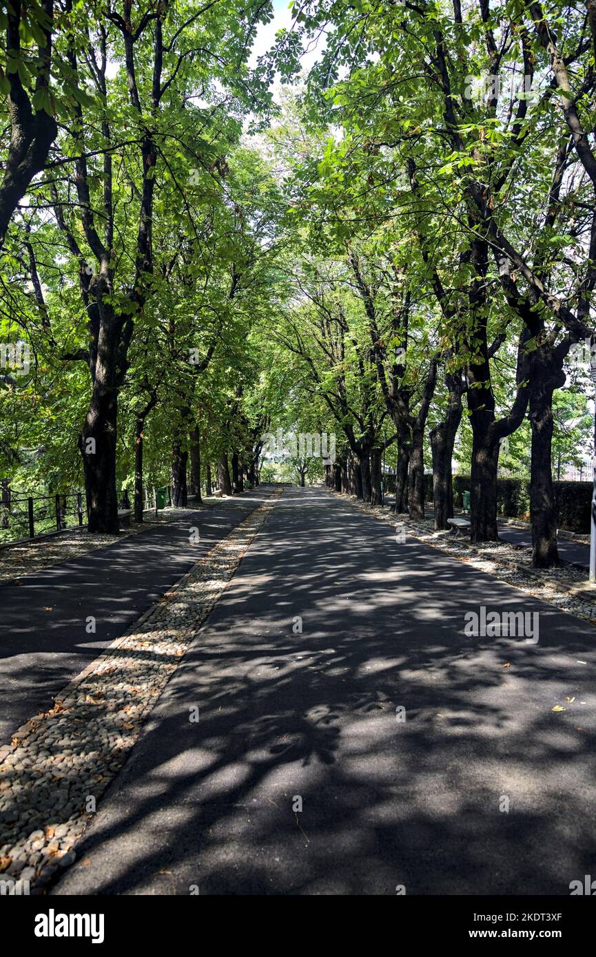 Paved path under a tree canopy in a park Stock Photo - Alamy