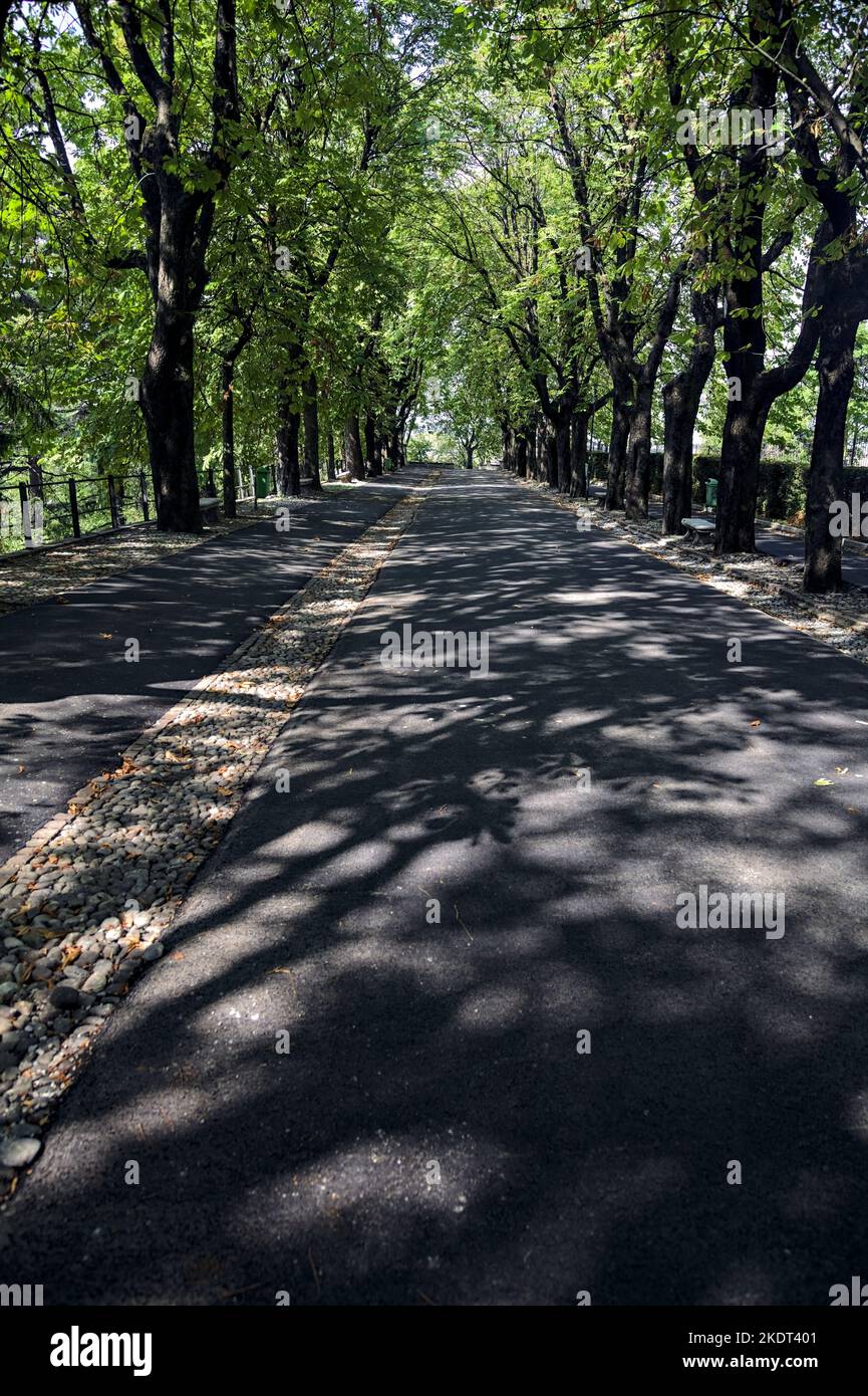 Paved path under a tree canopy in a park Stock Photo - Alamy