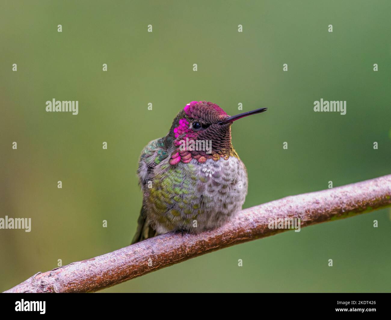 Anna hummingbird hi-res stock photography and images - Alamy