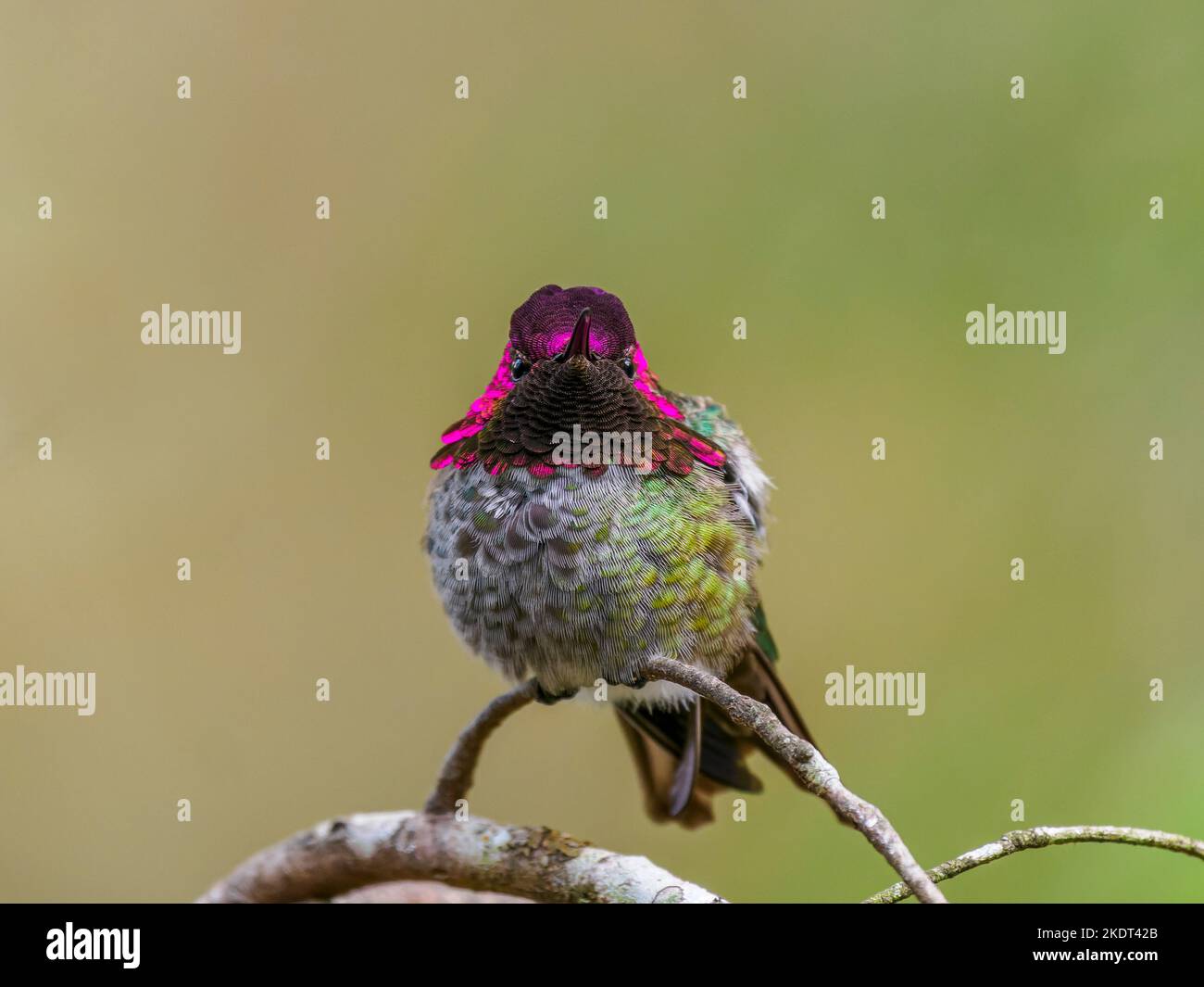 A male Anna's Hummingbird (Calypte anna) perched on a branch ...