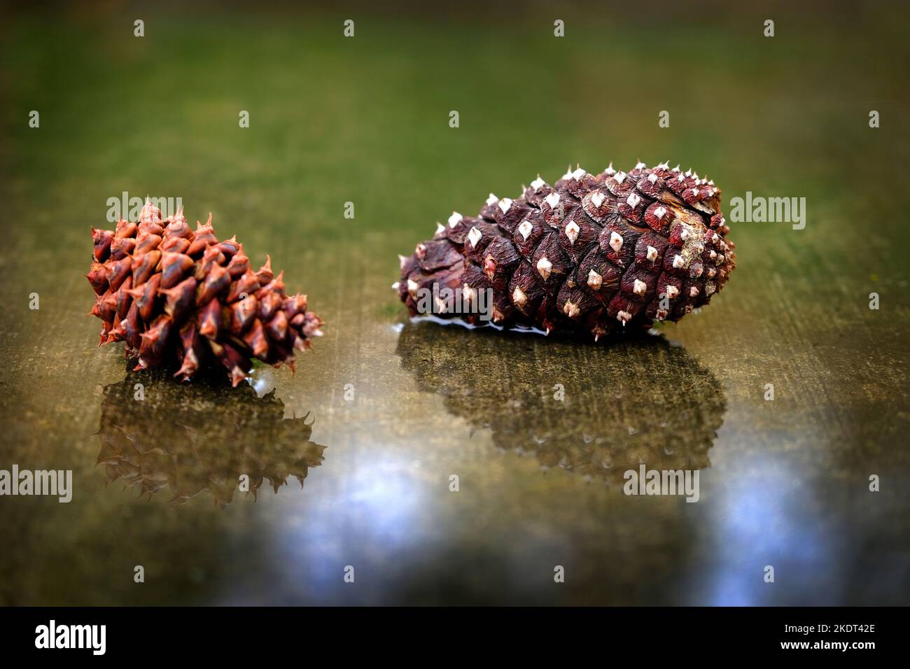 Wet pine cones hi-res stock photography and images - Alamy